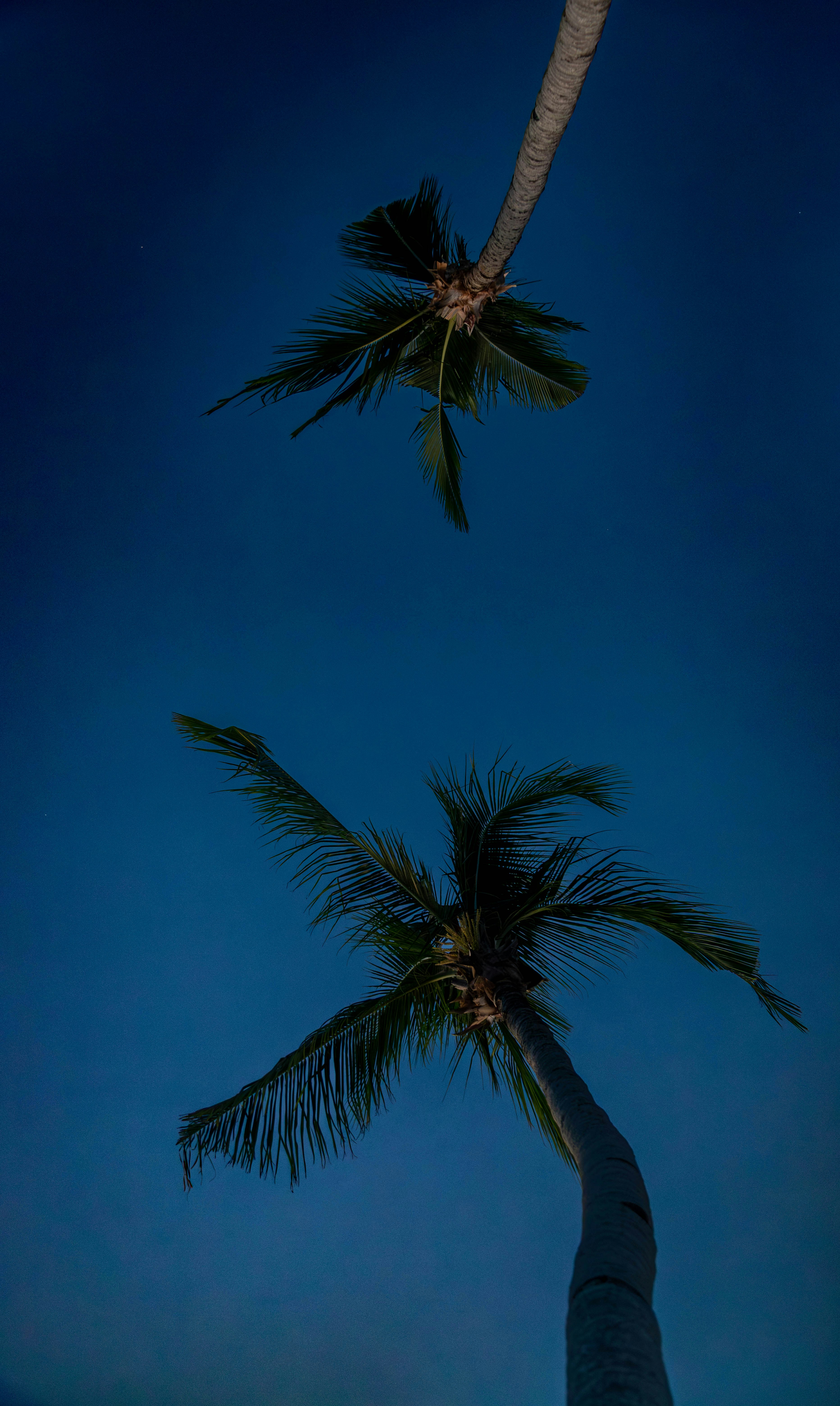 Whispers of the Night: Palm Silhouettes Against a Deep Blue Canvas