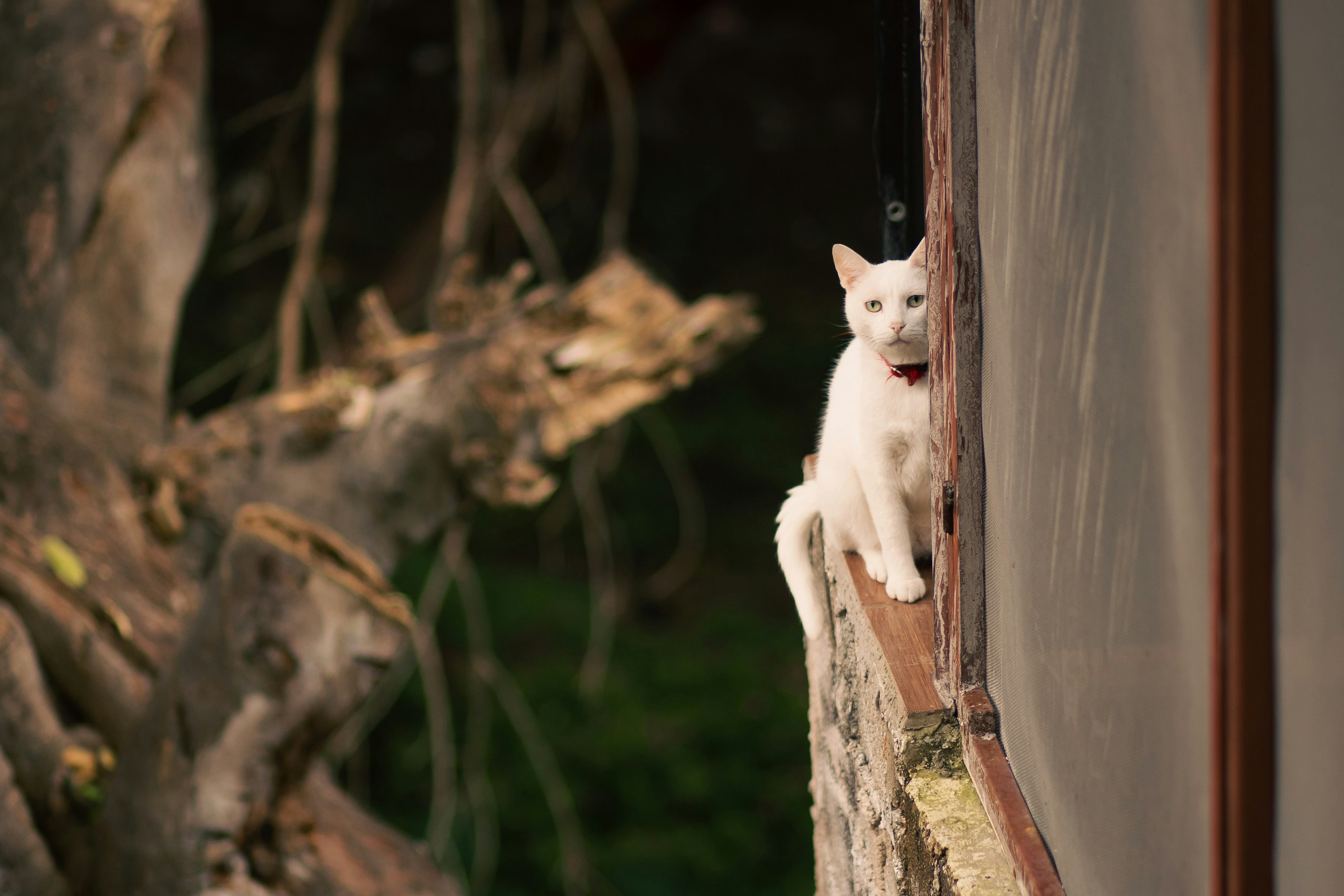 Whiskered Watcher: A Feline's Perch