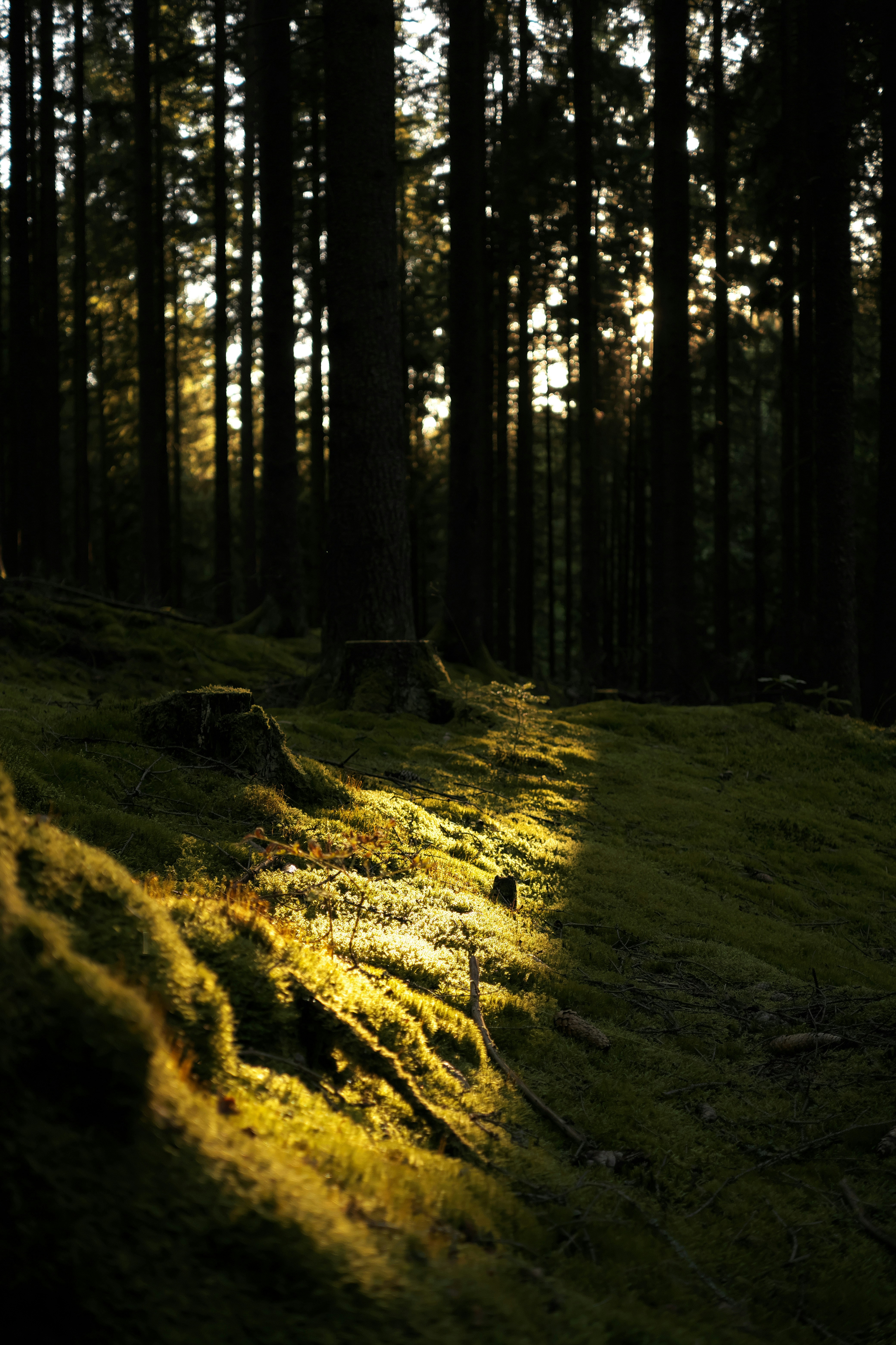 Whispers of Light in the Forest
