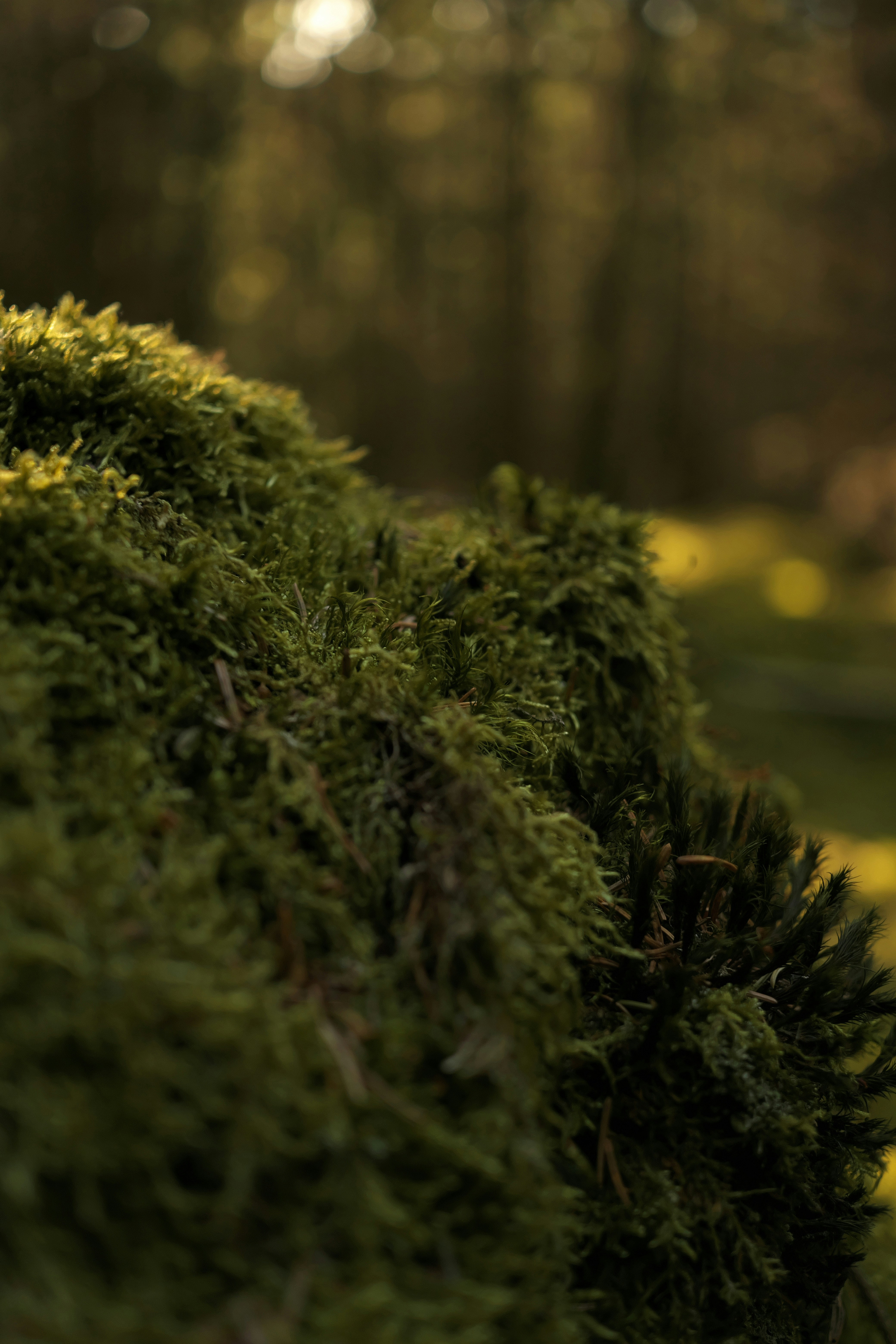 Sunlit Moss Edge, Quiet Hedge in Forest Glow