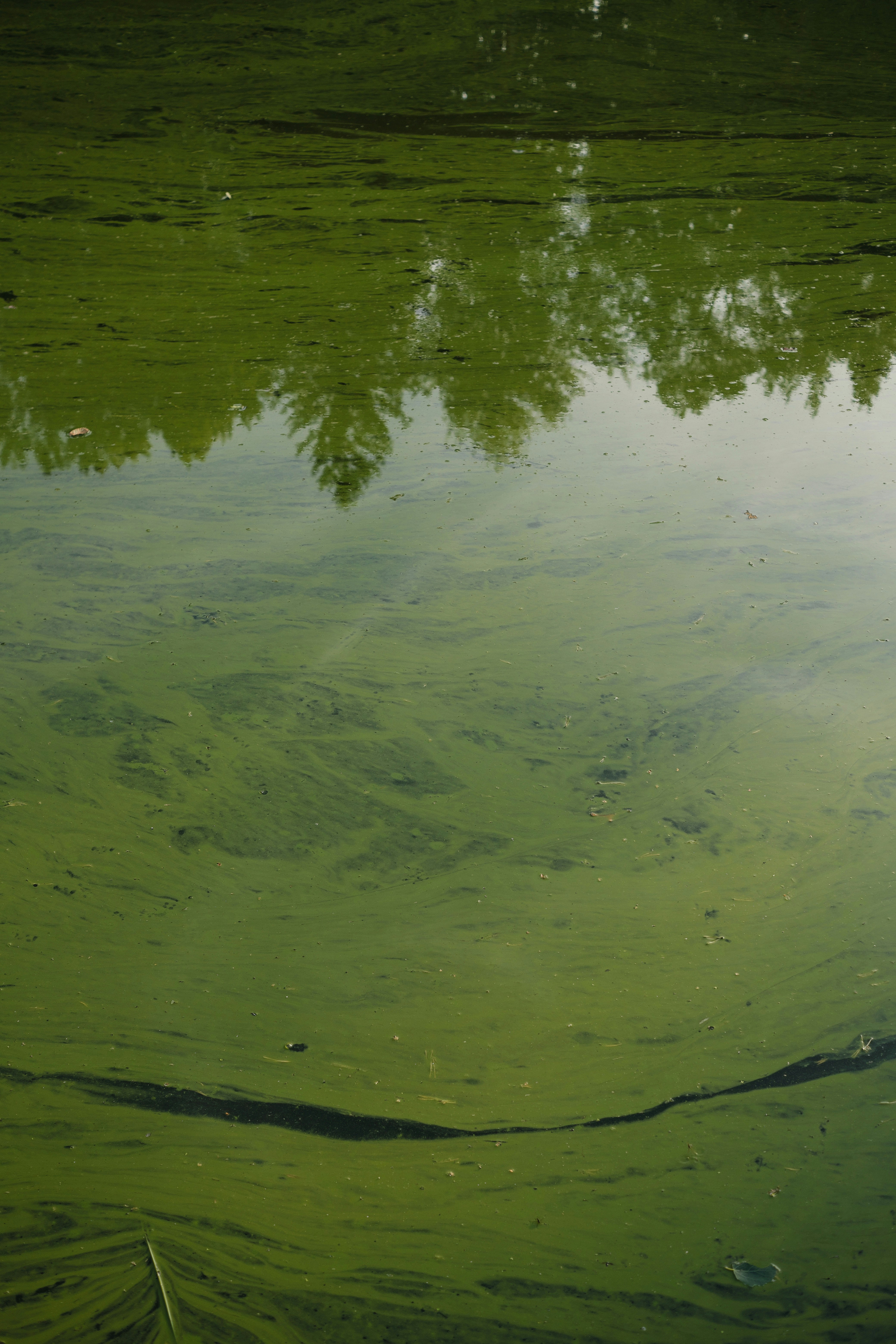 Green algae covers a calm pond with tree reflections photo – Free Czech ...
