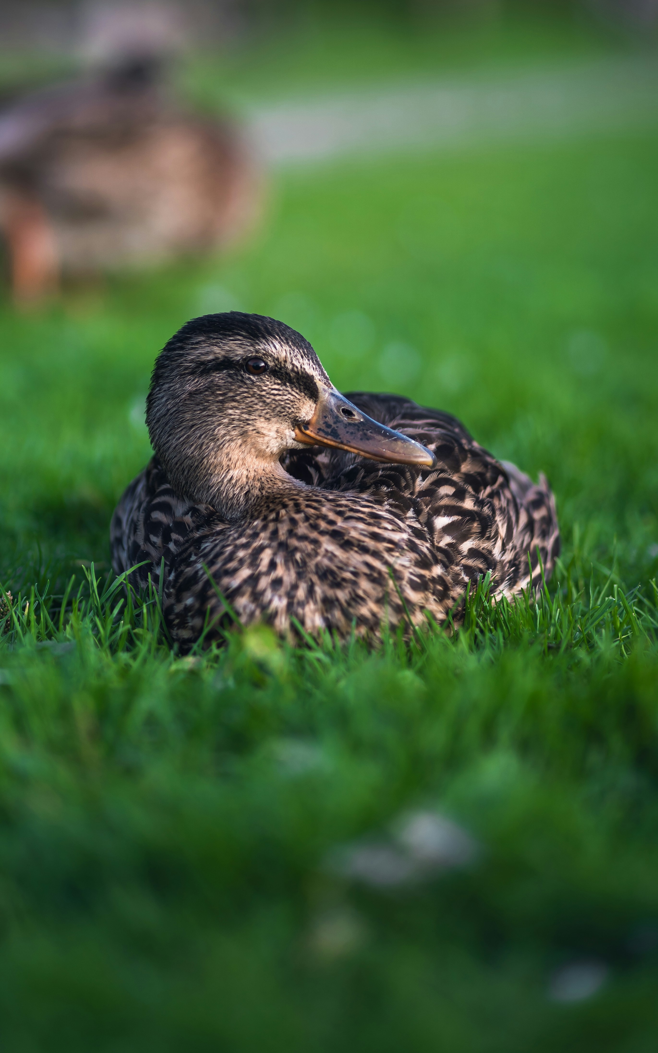 A duck rests on green grass with another duck blurred in background.