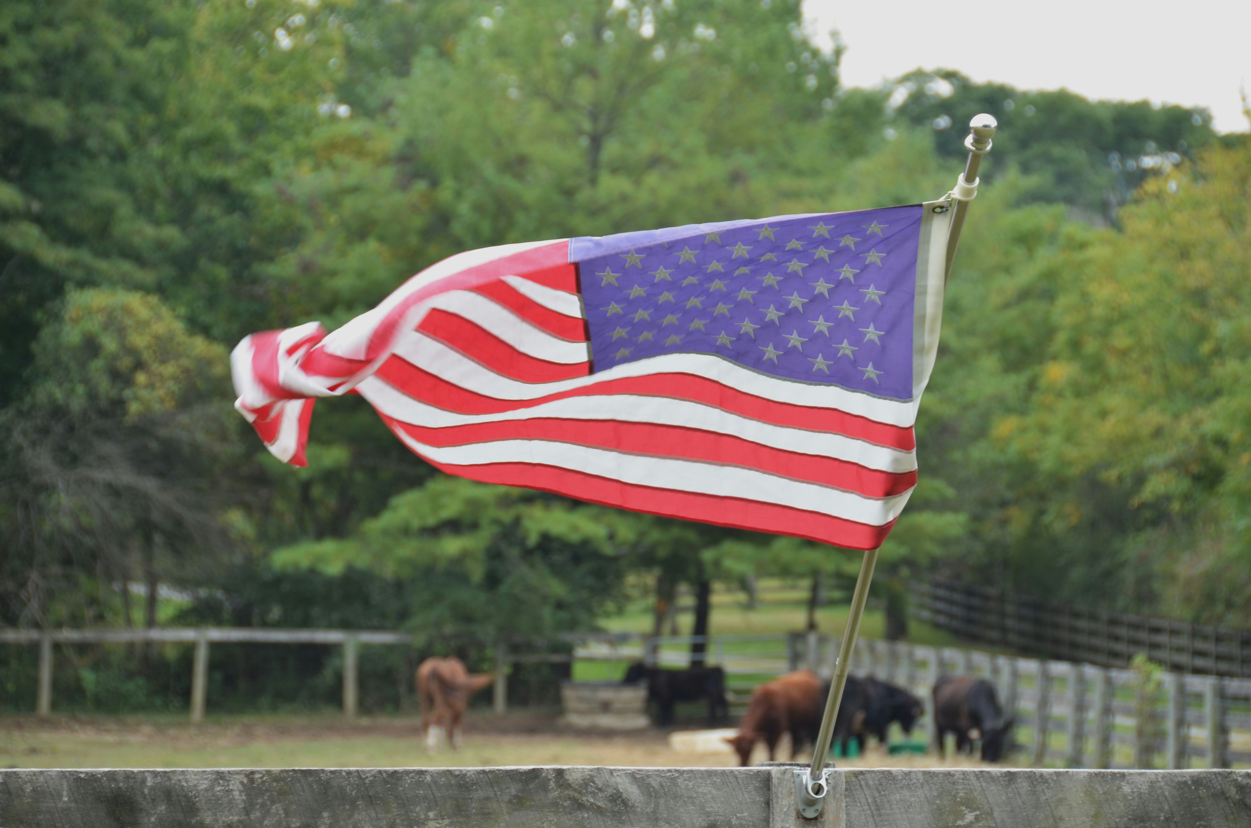Waves of Patriotism in the Pastoral Landscape
