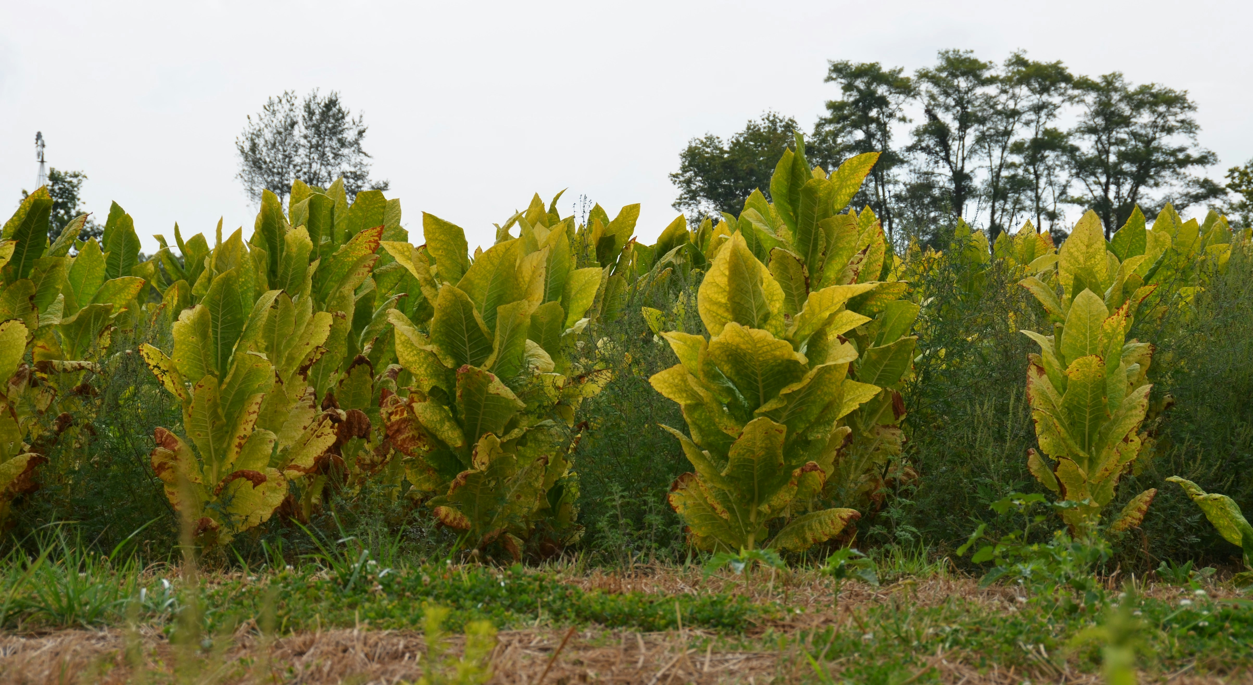 Sunlit Cyclades of Green-Gold Foliage