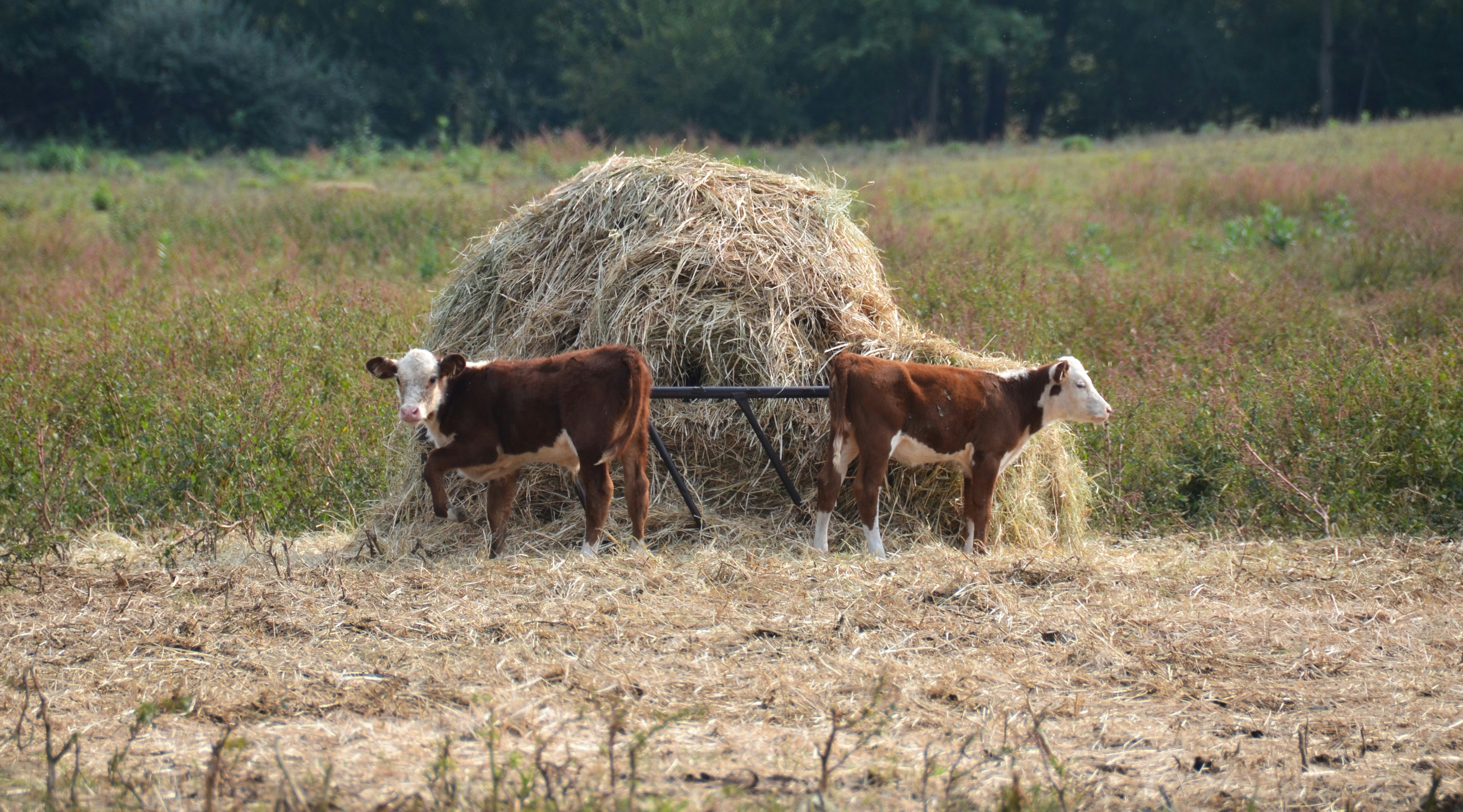 Two calves stand near a large haystack in a field. photo – Free Image ...