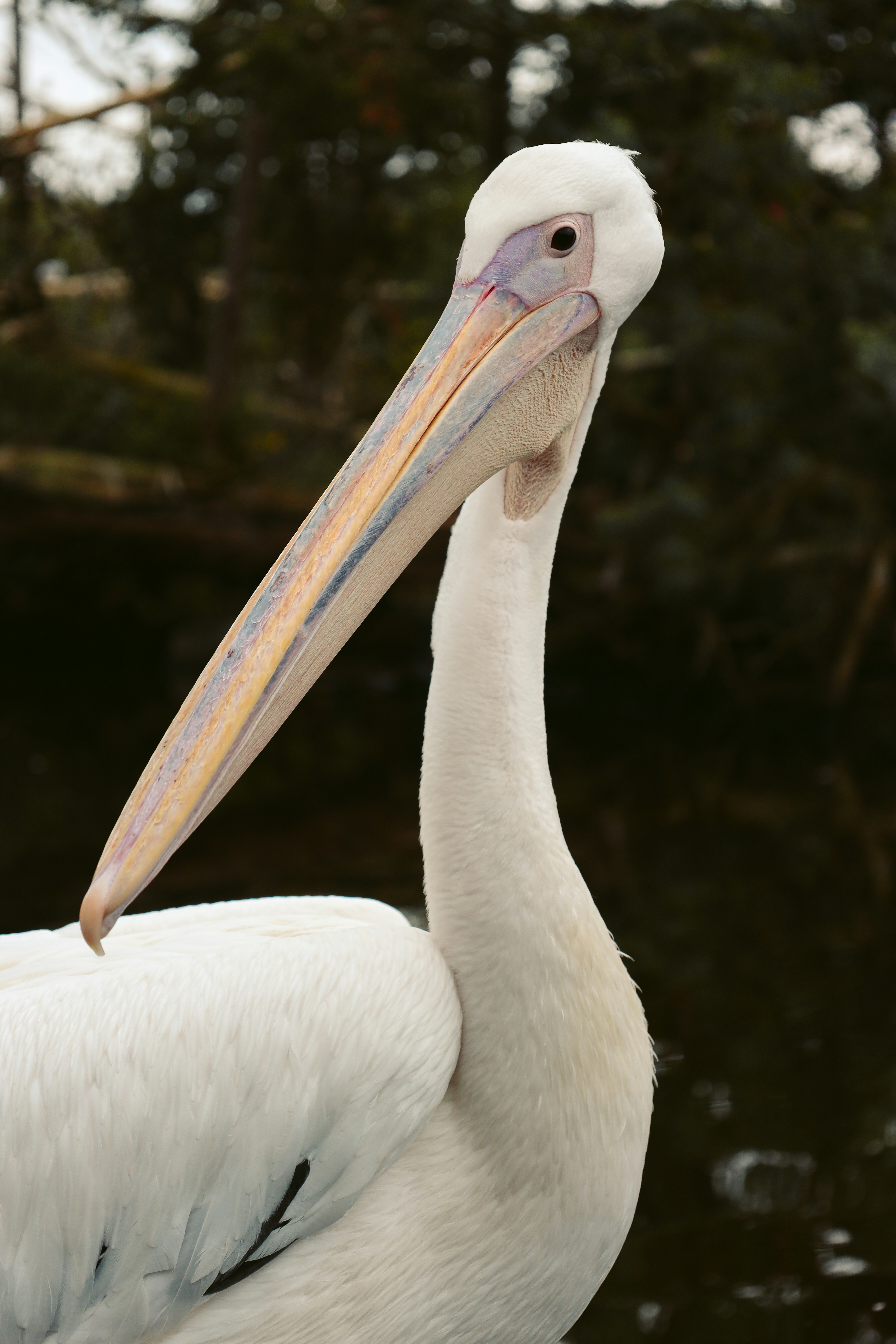 A close-up of a white pelican with a long beak.