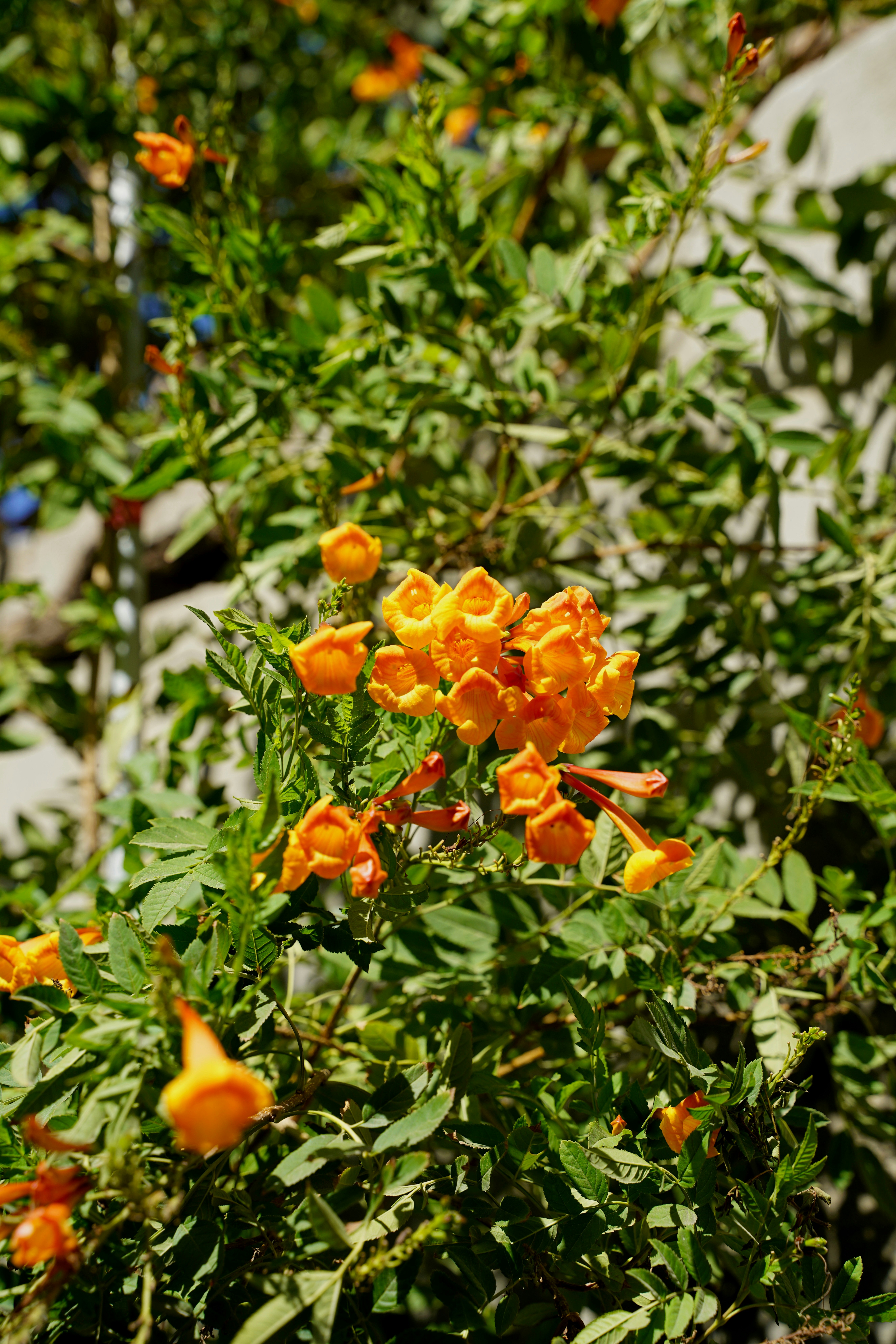 Clusters of bright orange flowers nestled among rich green foliage, showcasing the beauty of nature's colors.
