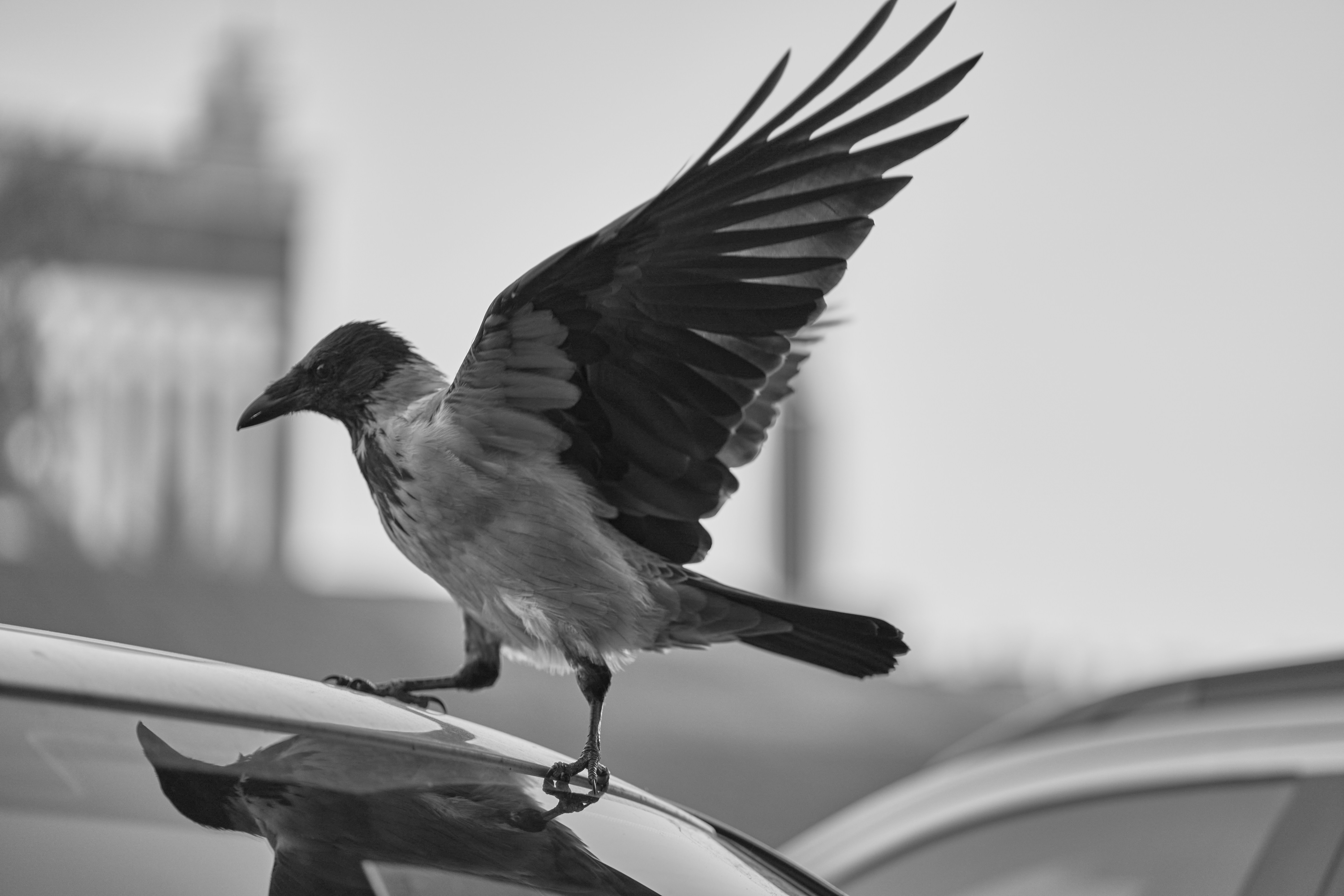 A crow with wings spread perches on a car. photo – Free Image on Unsplash