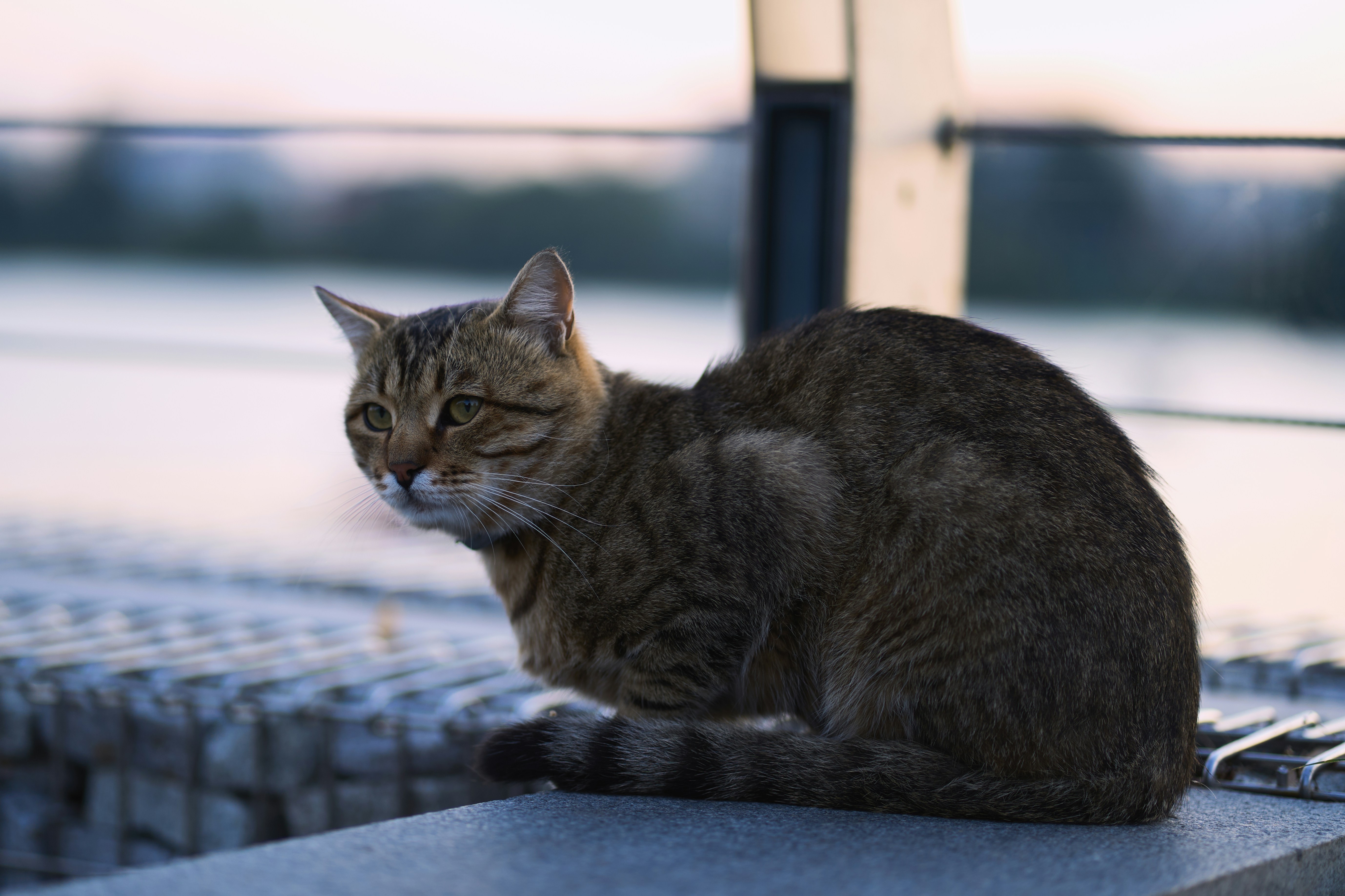 Photo by Maxim Tolchinskiy with Sony Alpha 7 III