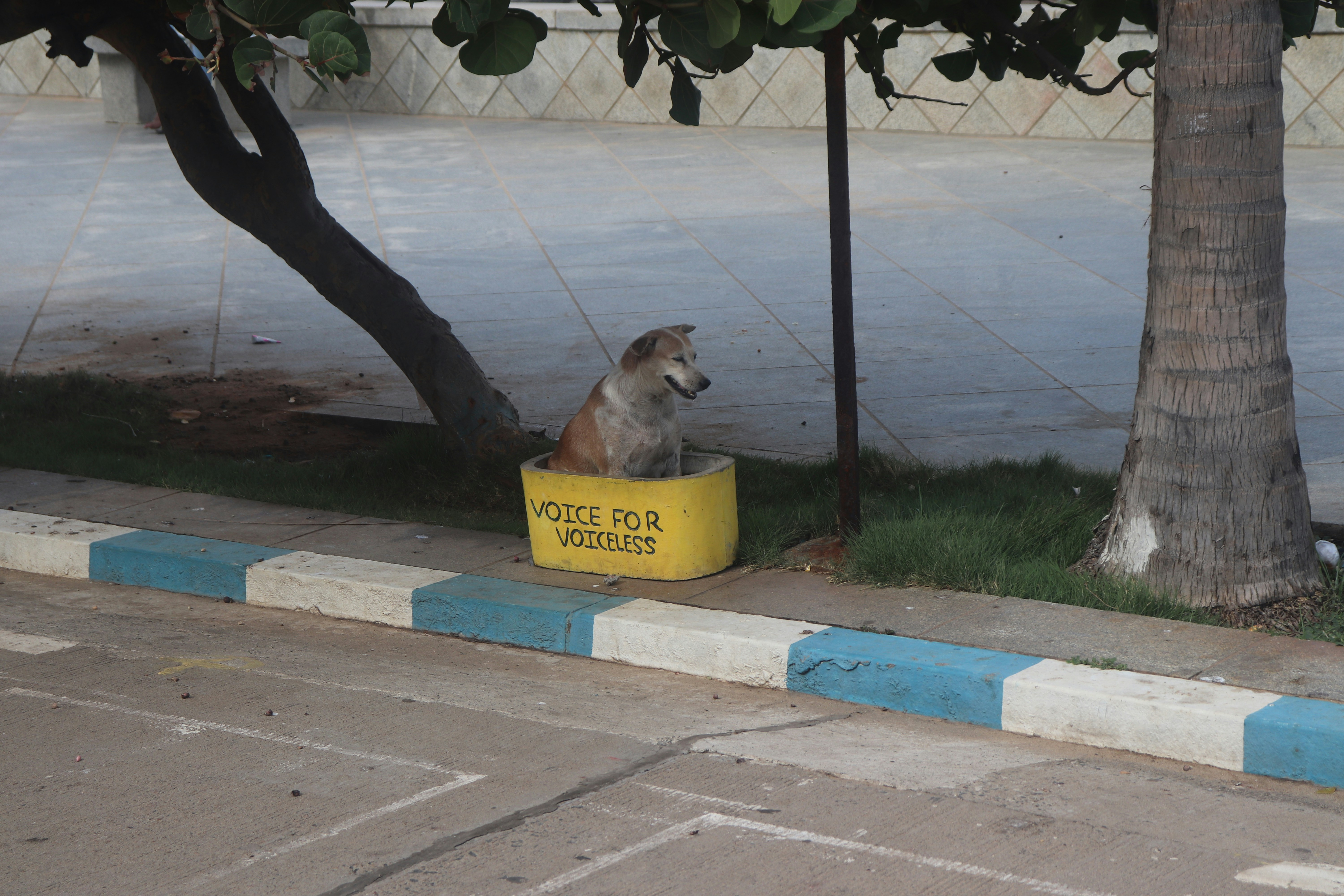 Street dog India | A dog sits in a yellow box under a tree.