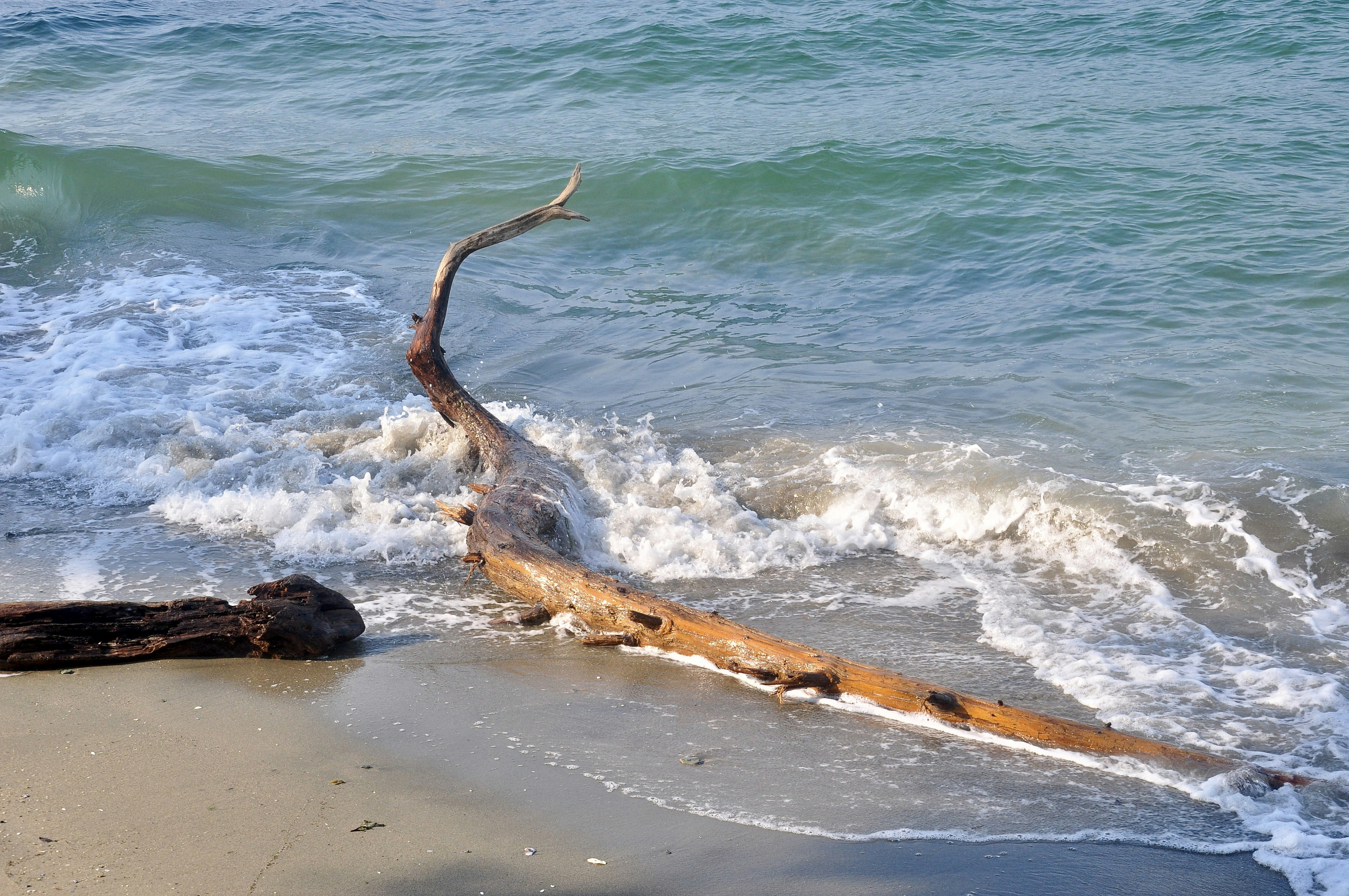 Waves Crashing over a log on the beach | Driftwood on a sandy beach with gentle waves