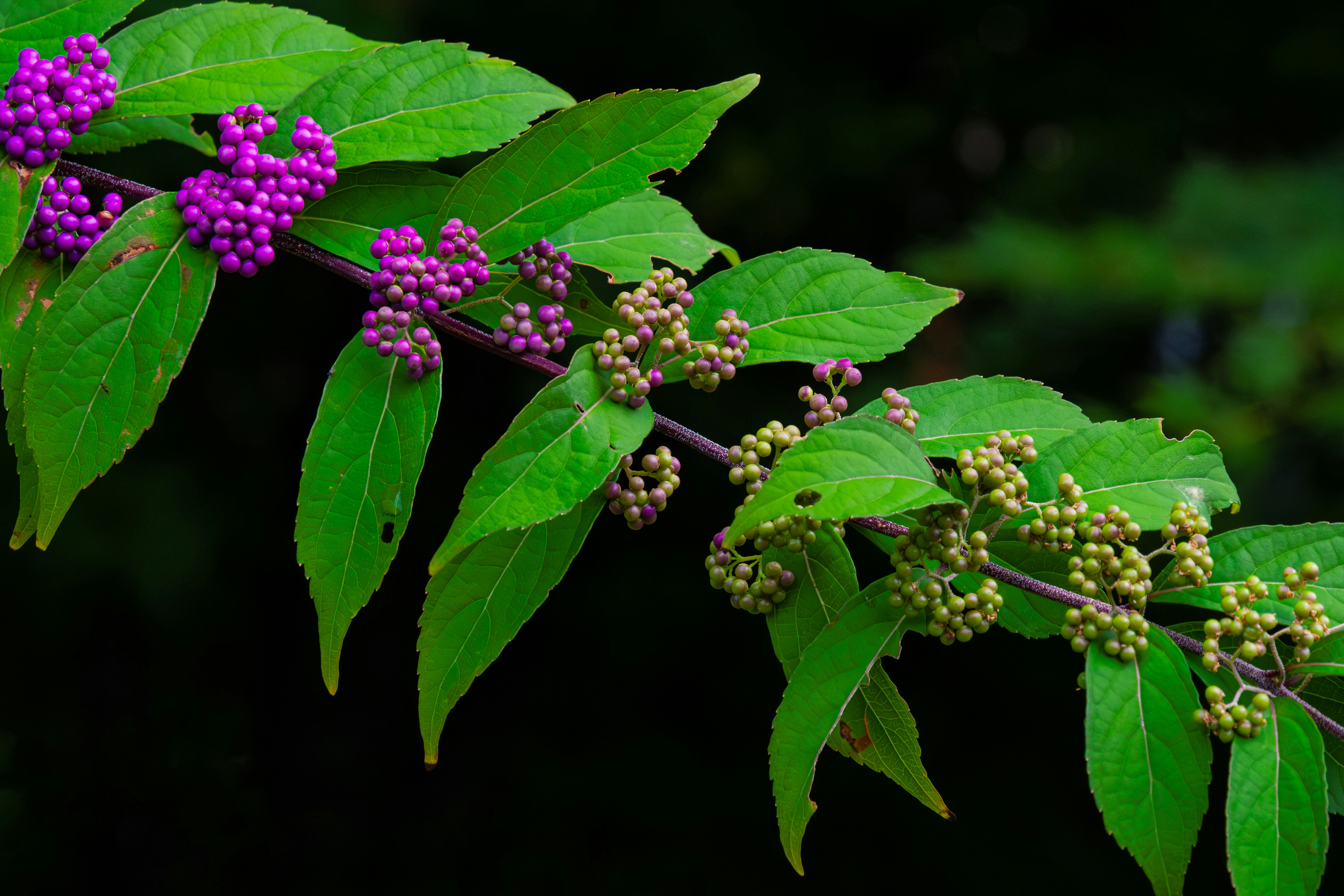 Nature's Color Palette: The Beauty of Berries and Leaves