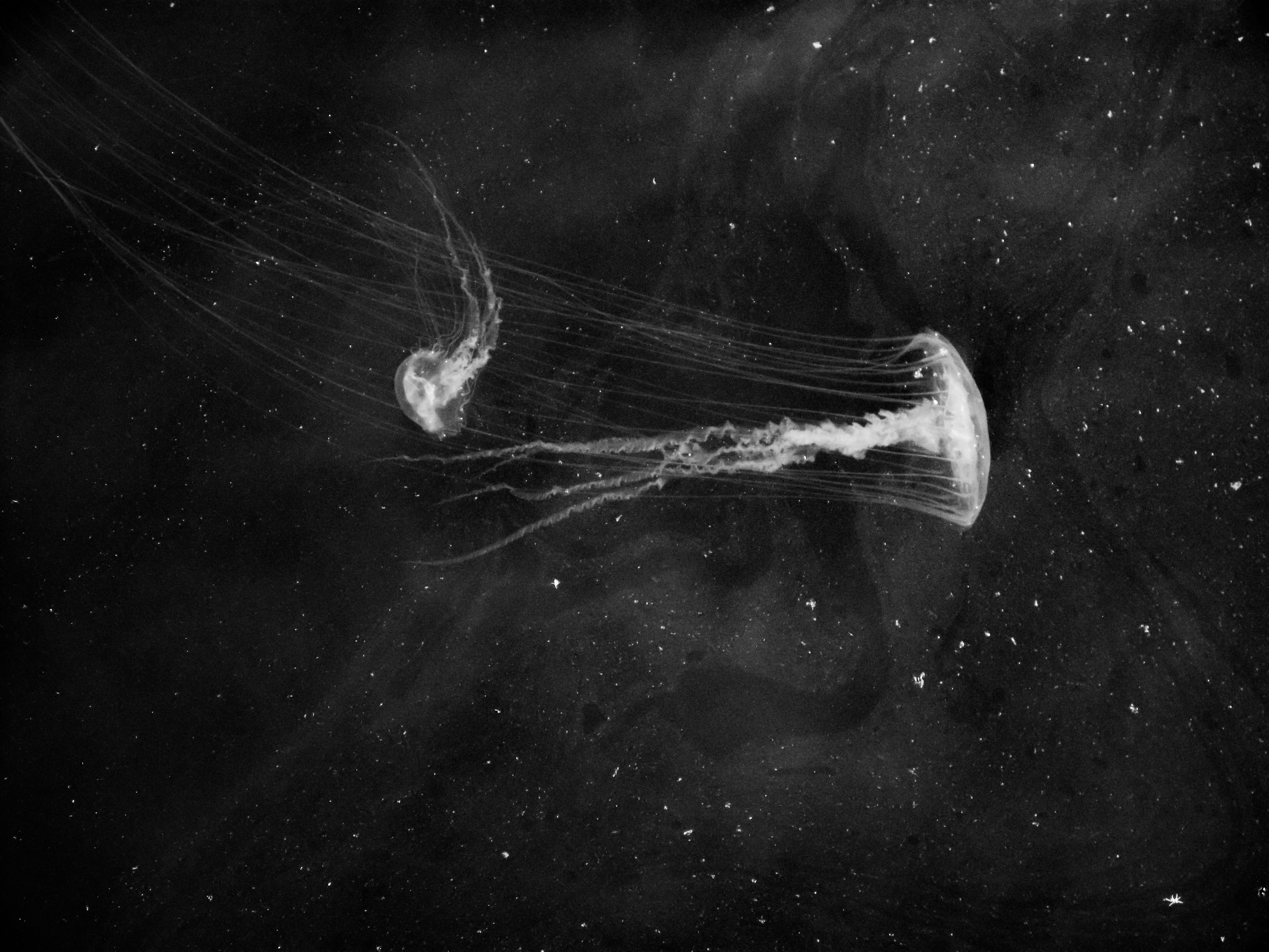 Two jellyfish drift in dark, starry water
