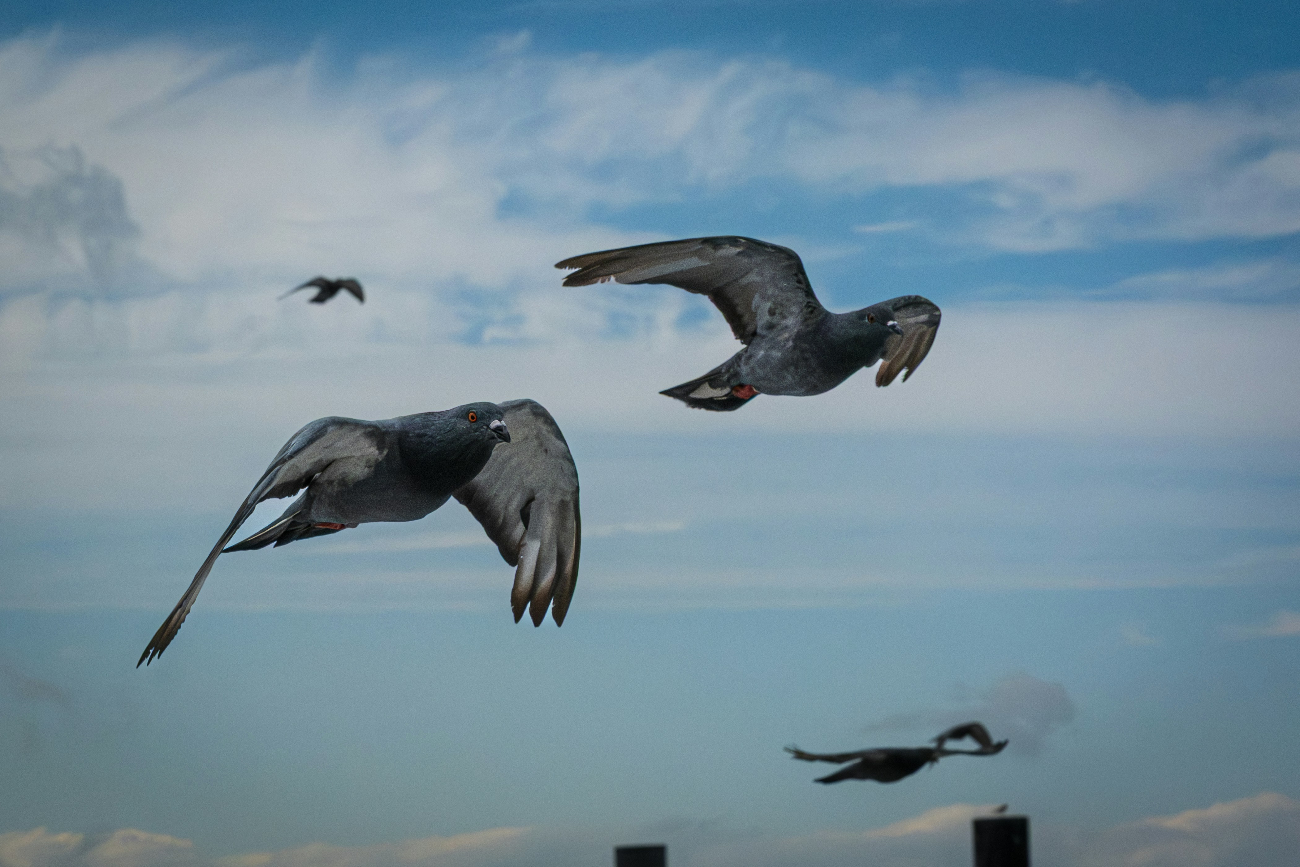 Two pigeons soar gracefully against a backdrop of blue skies with wispy clouds, showcasing their wings in mid-flight. The scene captures the essence of urban wildlife in motion.