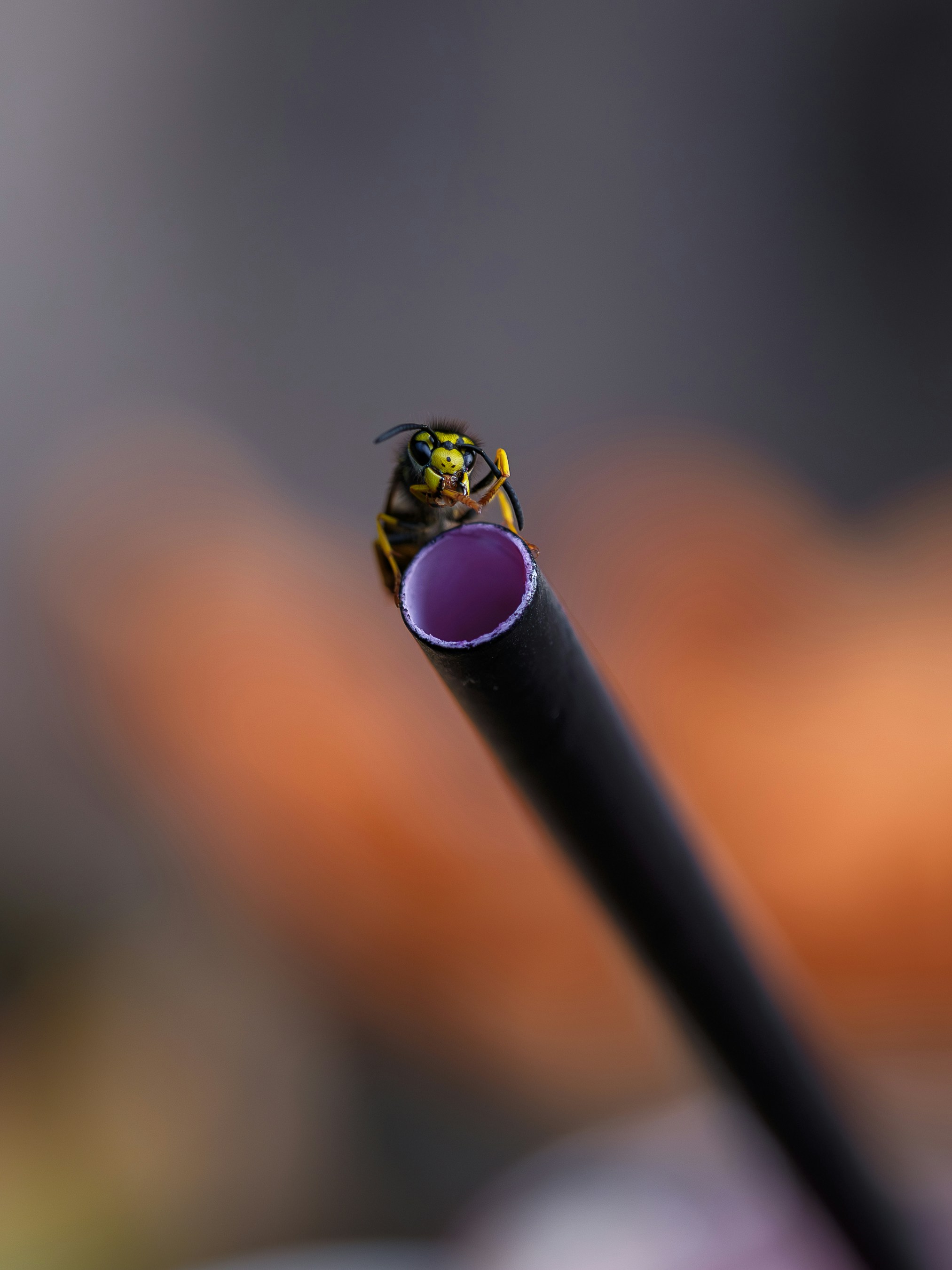 A wasp perched on the end of a black straw, showcasing intricate details and vibrant colors against a softly blurred background.