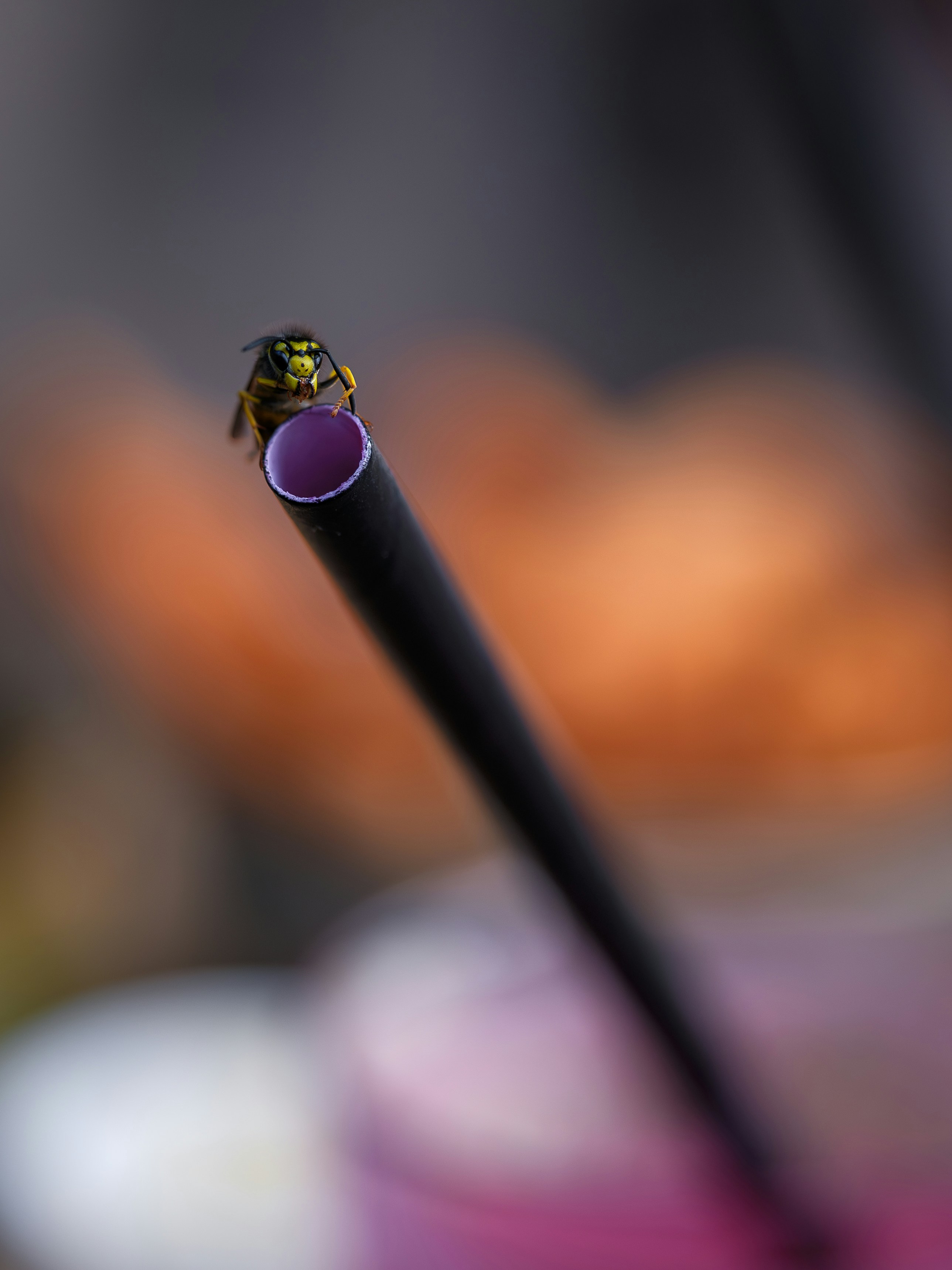 Wasp drinking nectar | A wasp perched on a dark straw