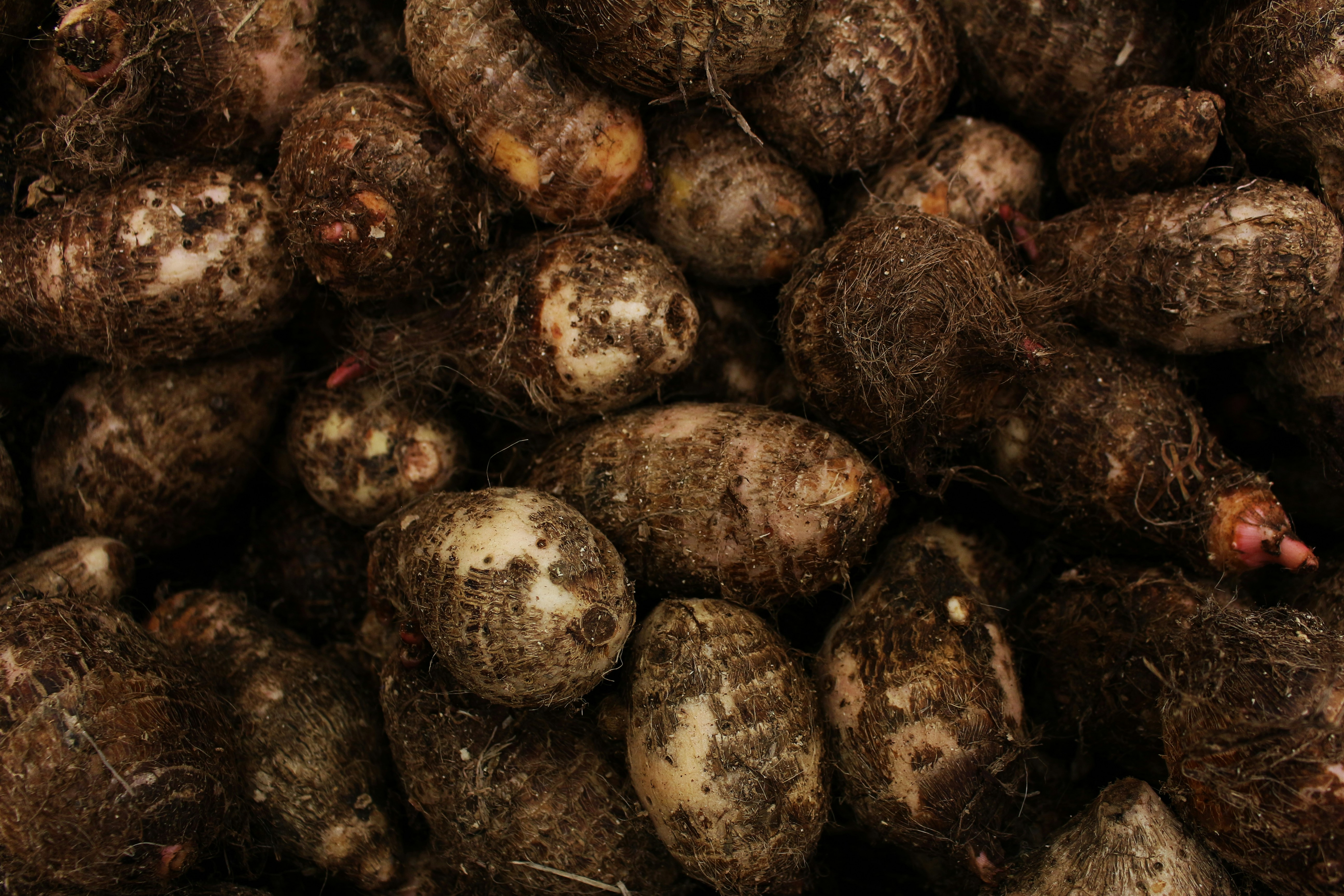 Taro Pictures | Download Free Images on Unsplash