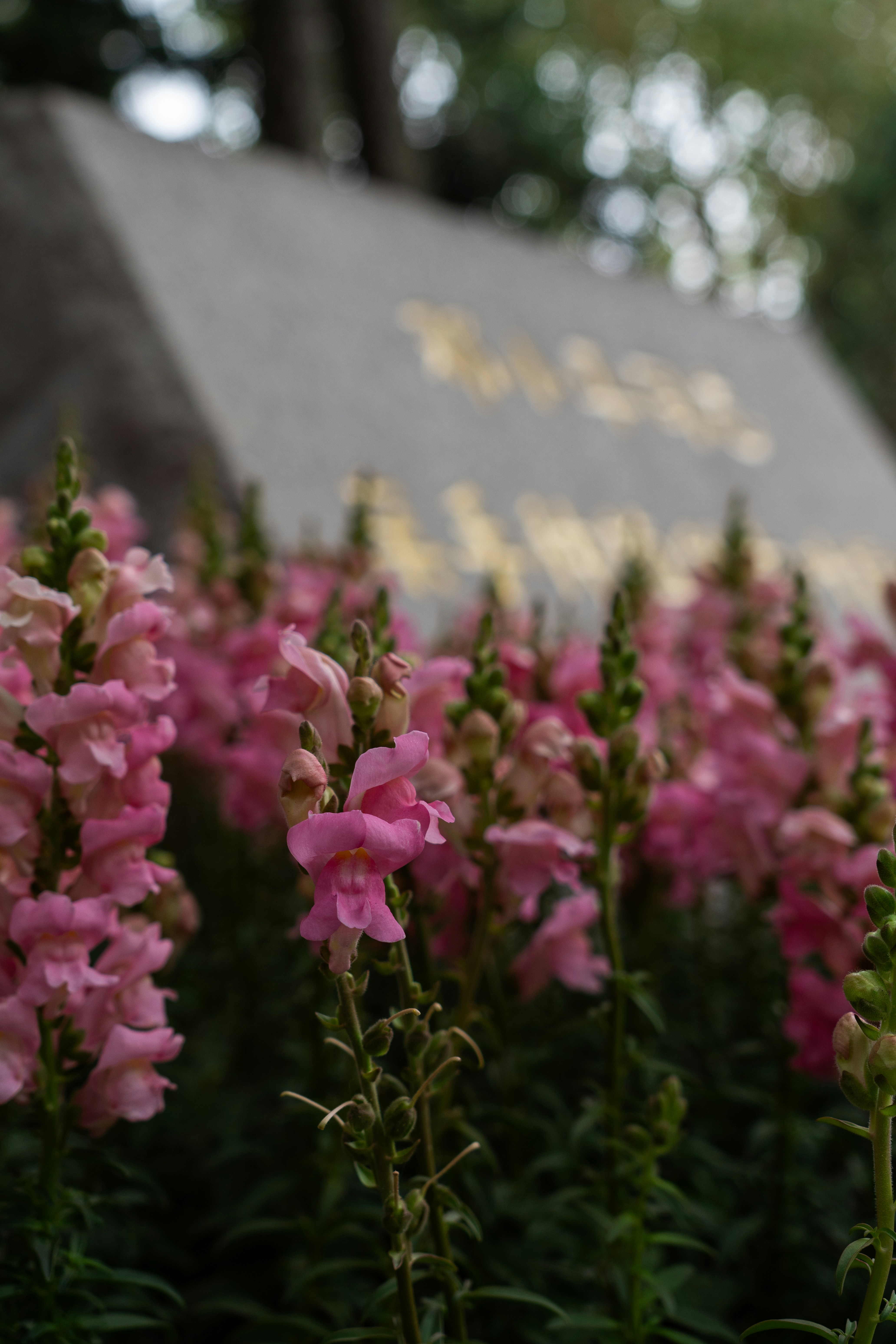 Whispers of Nature: Floral Tribute
