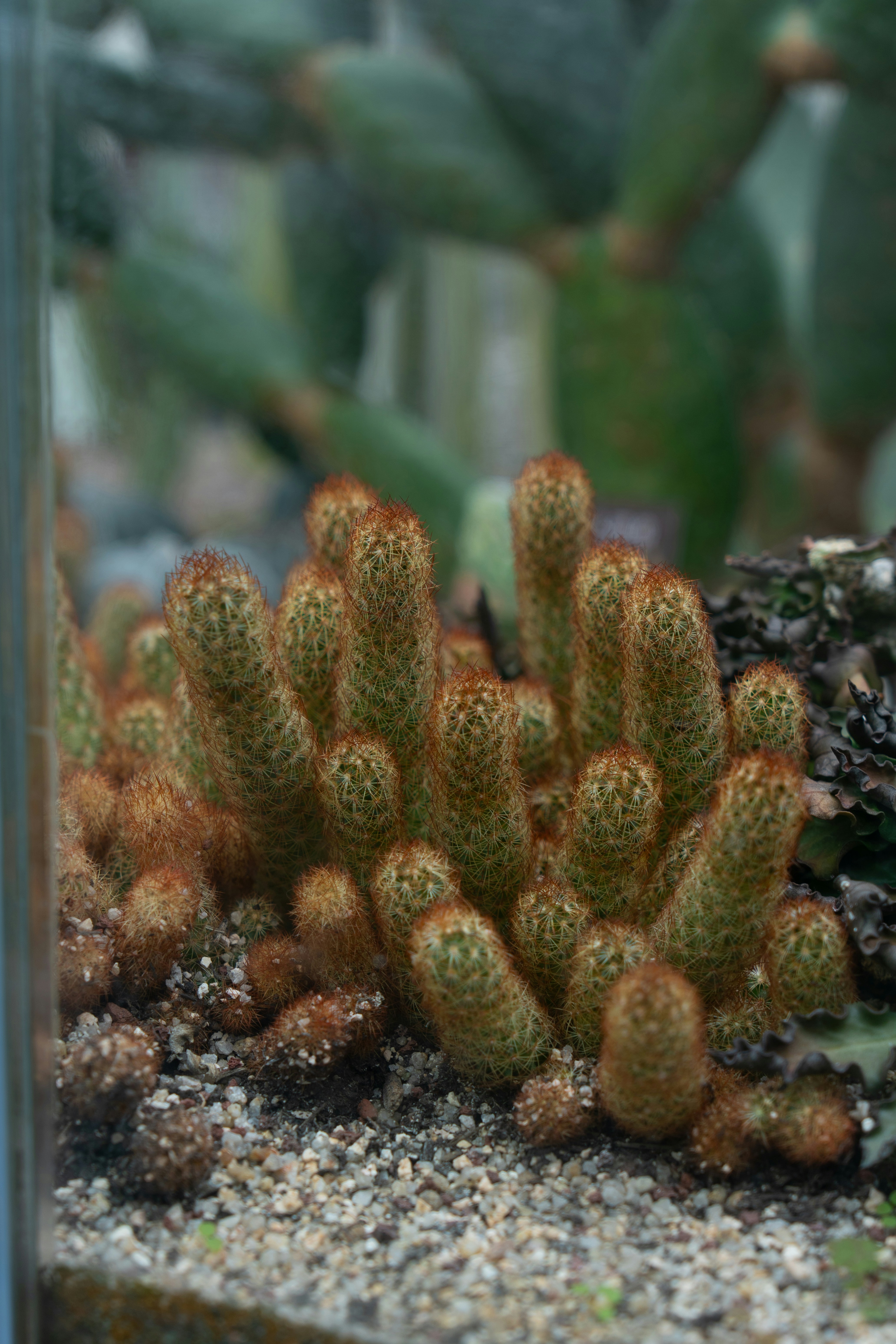 Desert Spires: A Cactus Cluster's Resilience