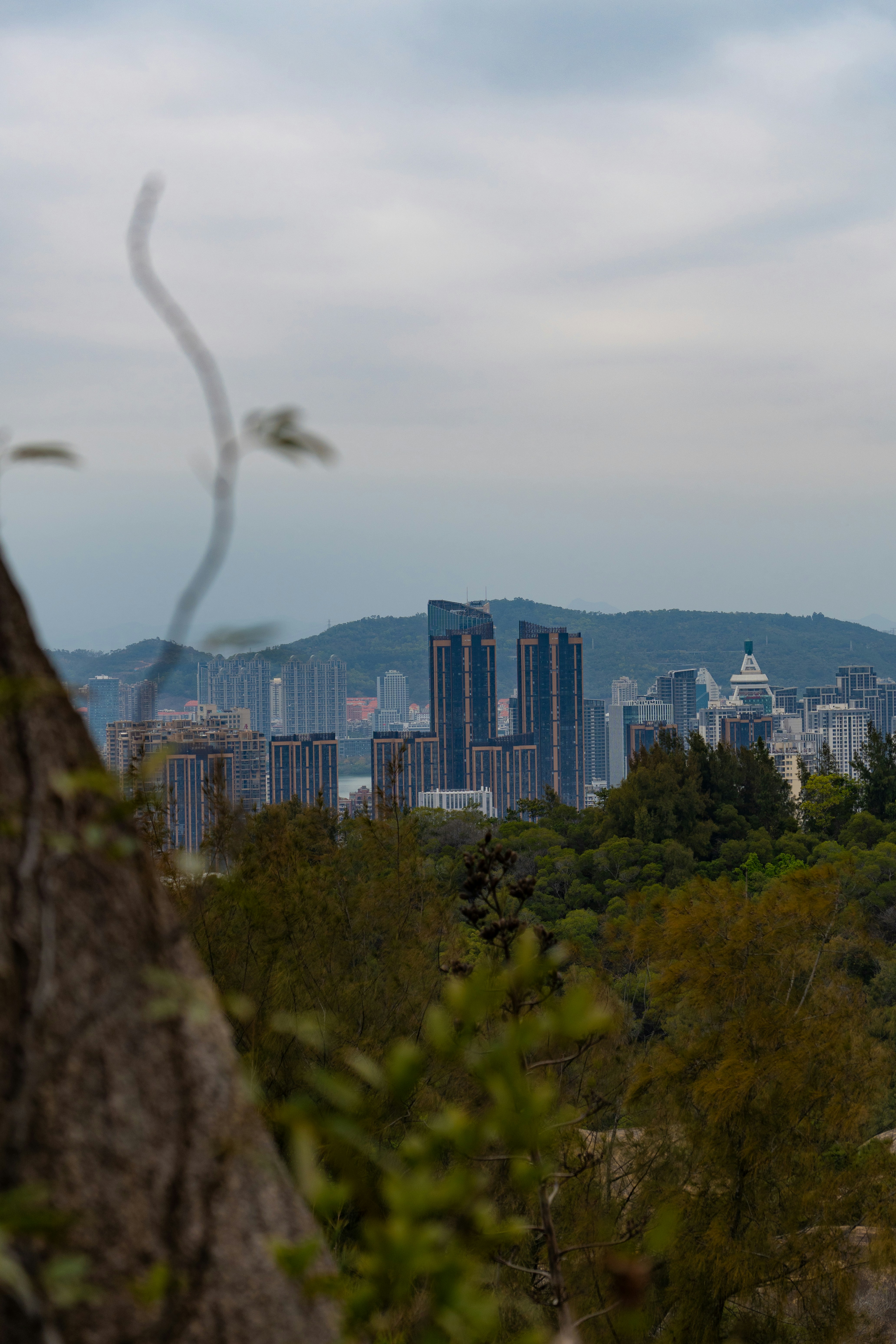 Urban Oasis: A Glimpse of Nature Amidst the Skyline