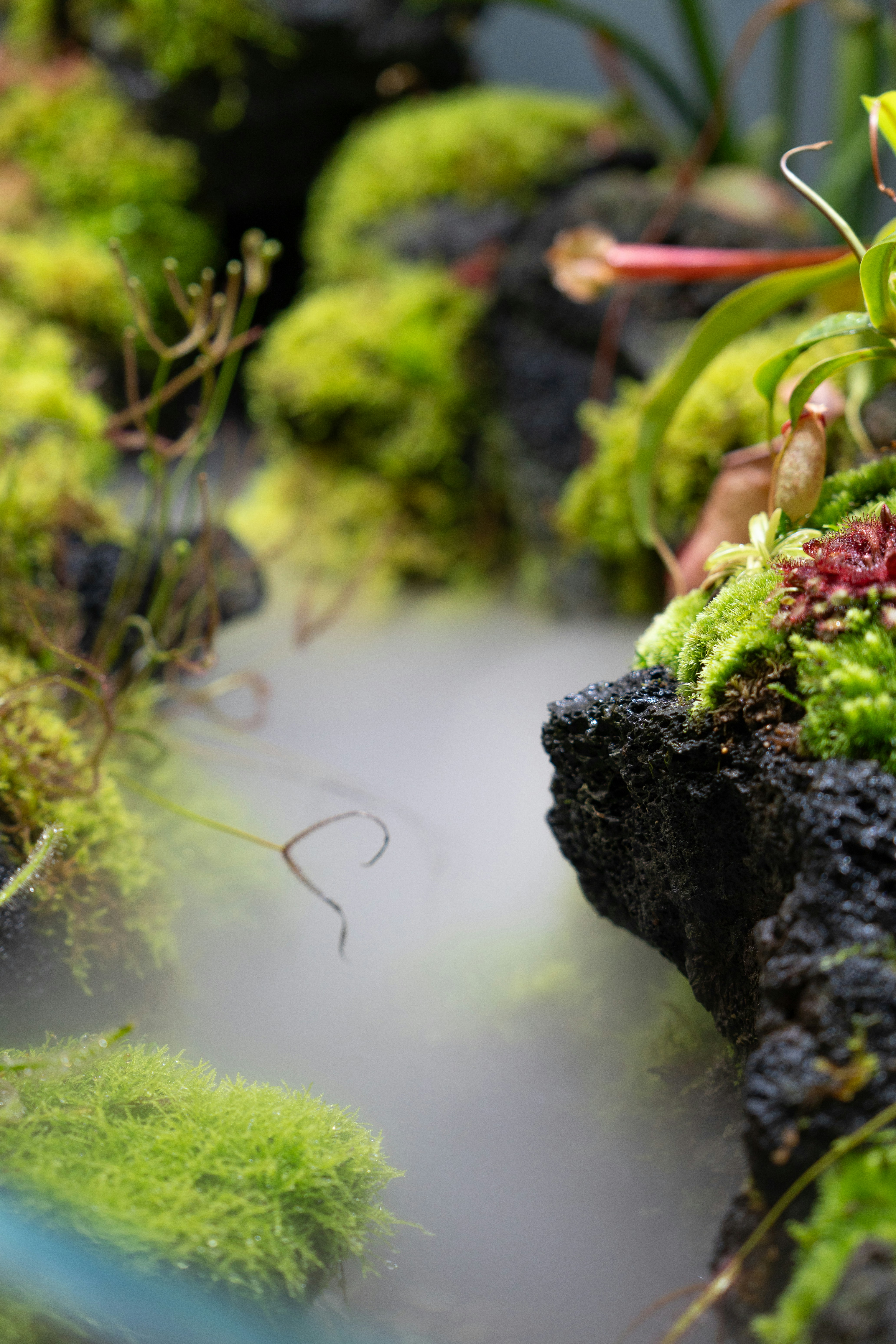 Lava Rock, Lush Moss: A Macro Portrait at the Water's Edge
