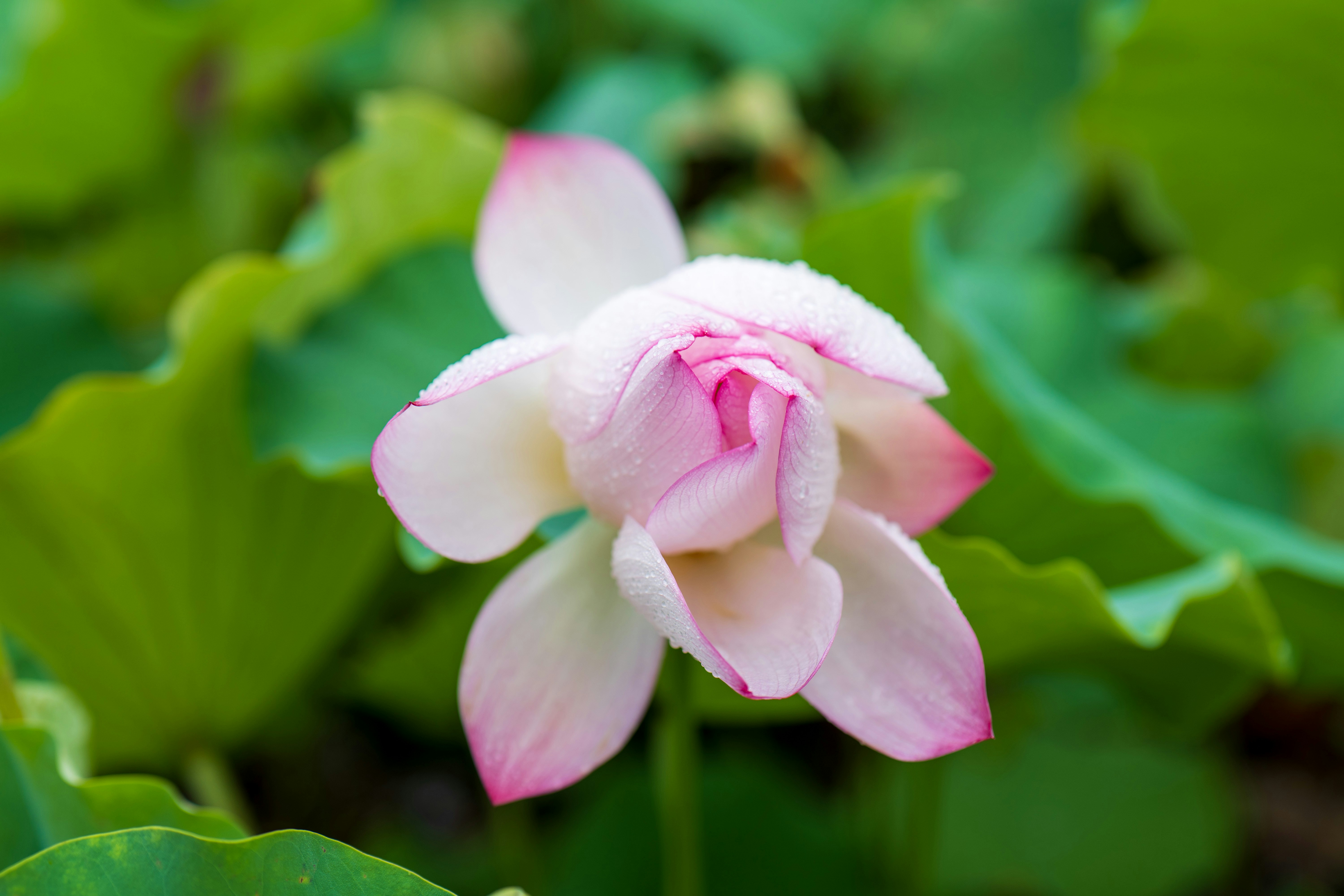 Whispers of Serenity: The Lotus Blossom