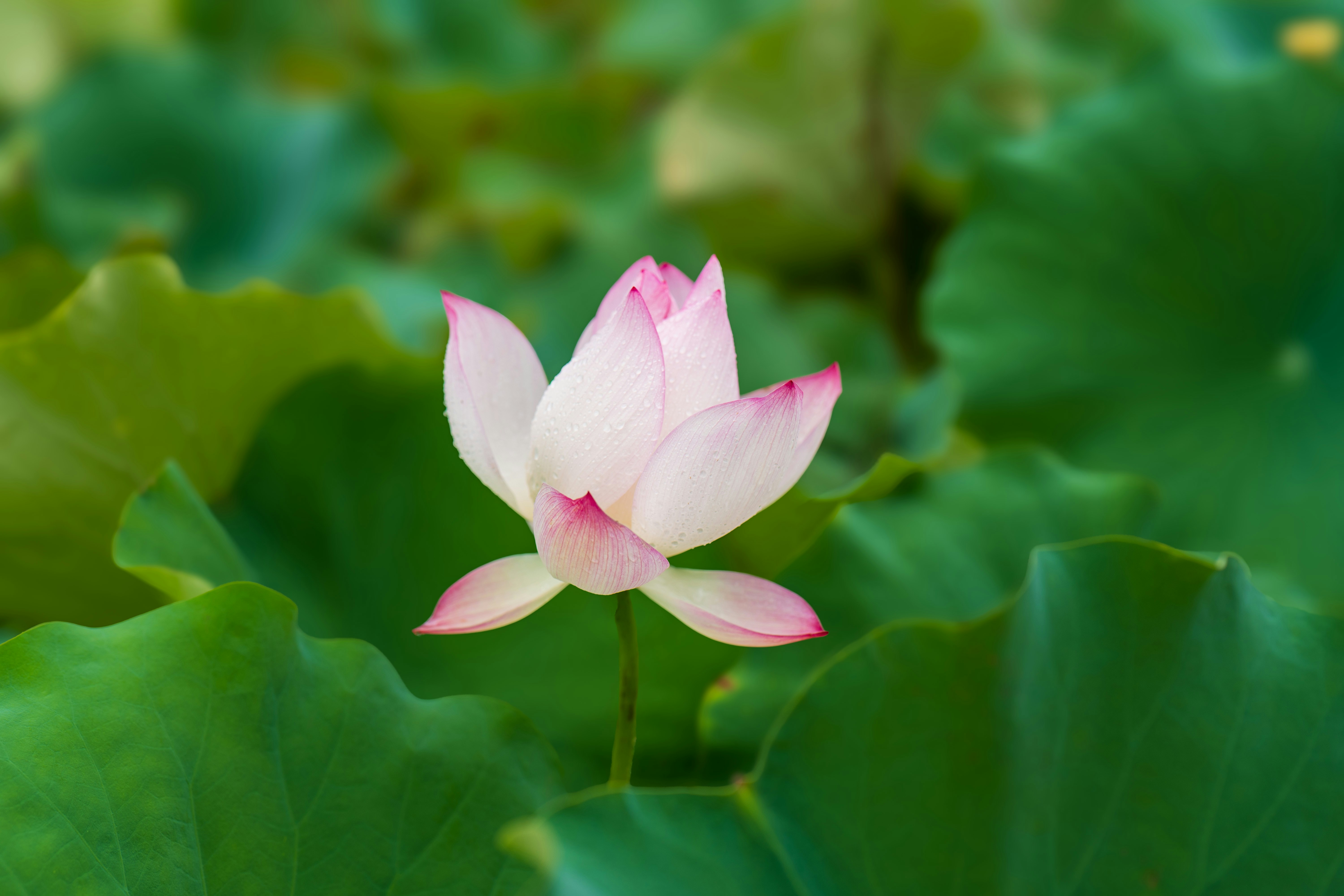 Lotus Spotlight: A Single Pink Bloom Crowned by Verdant Pads