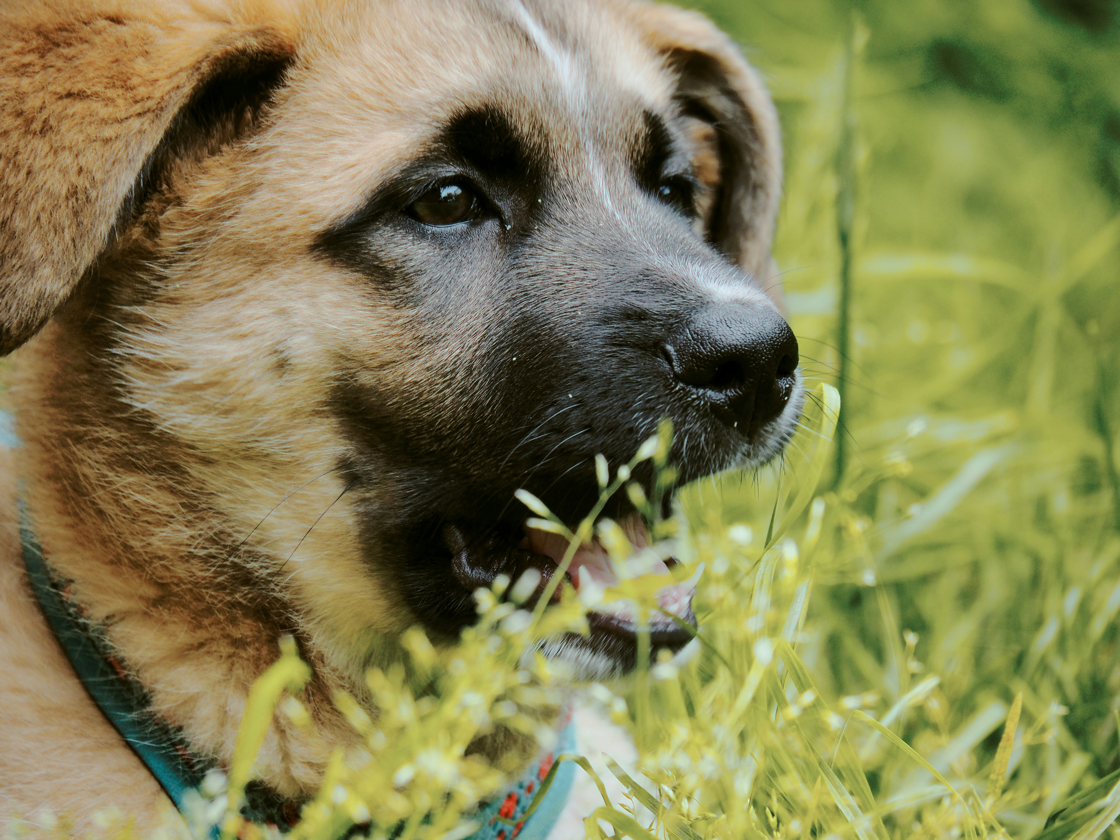 A dog 🐕 Her name is Berna. She's 2 months old 🥰 | A cute puppy peeking through tall green grass.