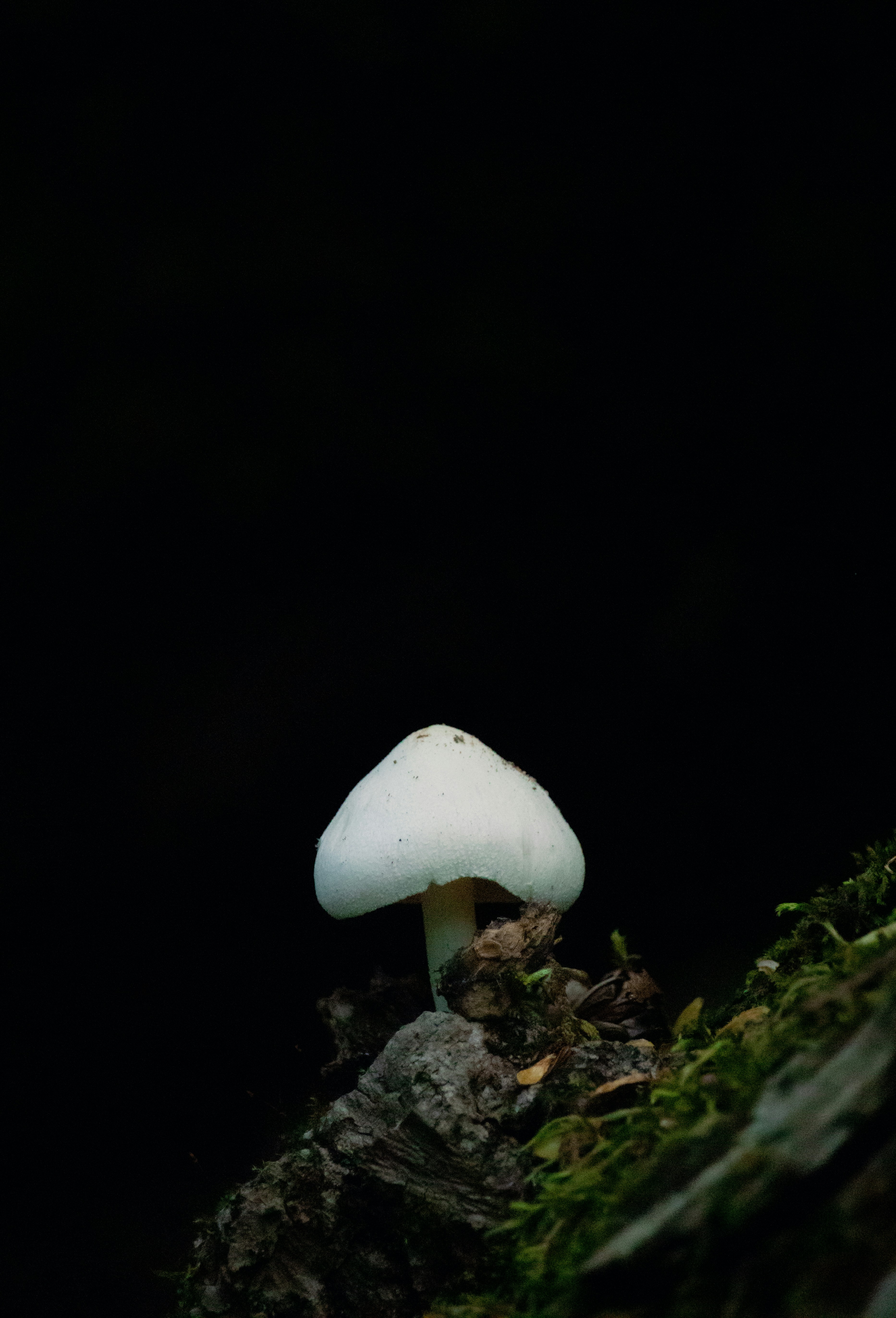 A centered white mushroom appears like a small lantern in a wide field of darkness, its cap softly lit. The negative space and subtle surface texture emphasize stillness and isolation. | A single white mushroom grows on a mossy log.