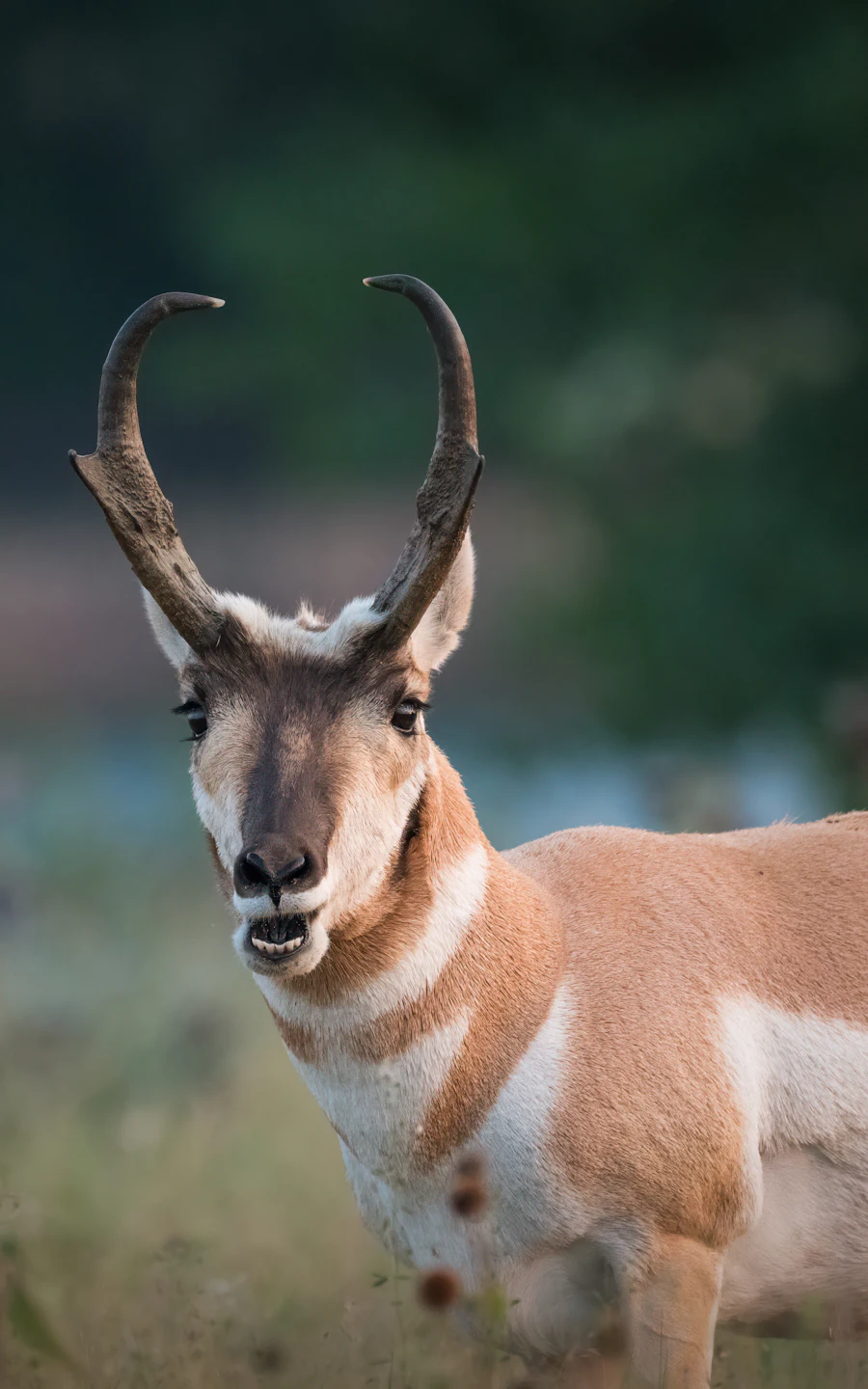 A pronghorn buck faces the camera with tall curved horns and a blurred green background. Warm light highlights its tan and white coat.