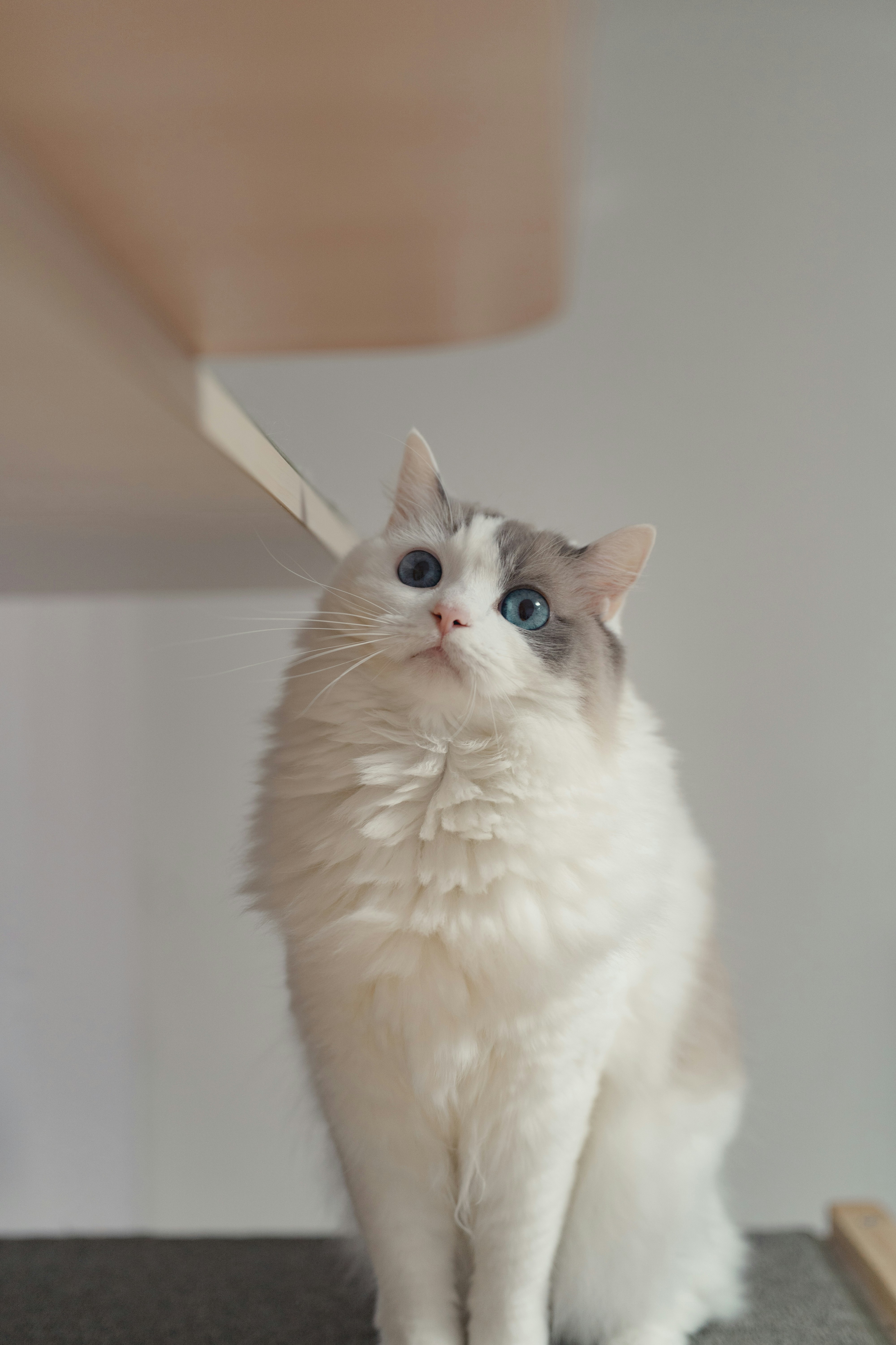 A fluffy white cat with blue eyes looks up.