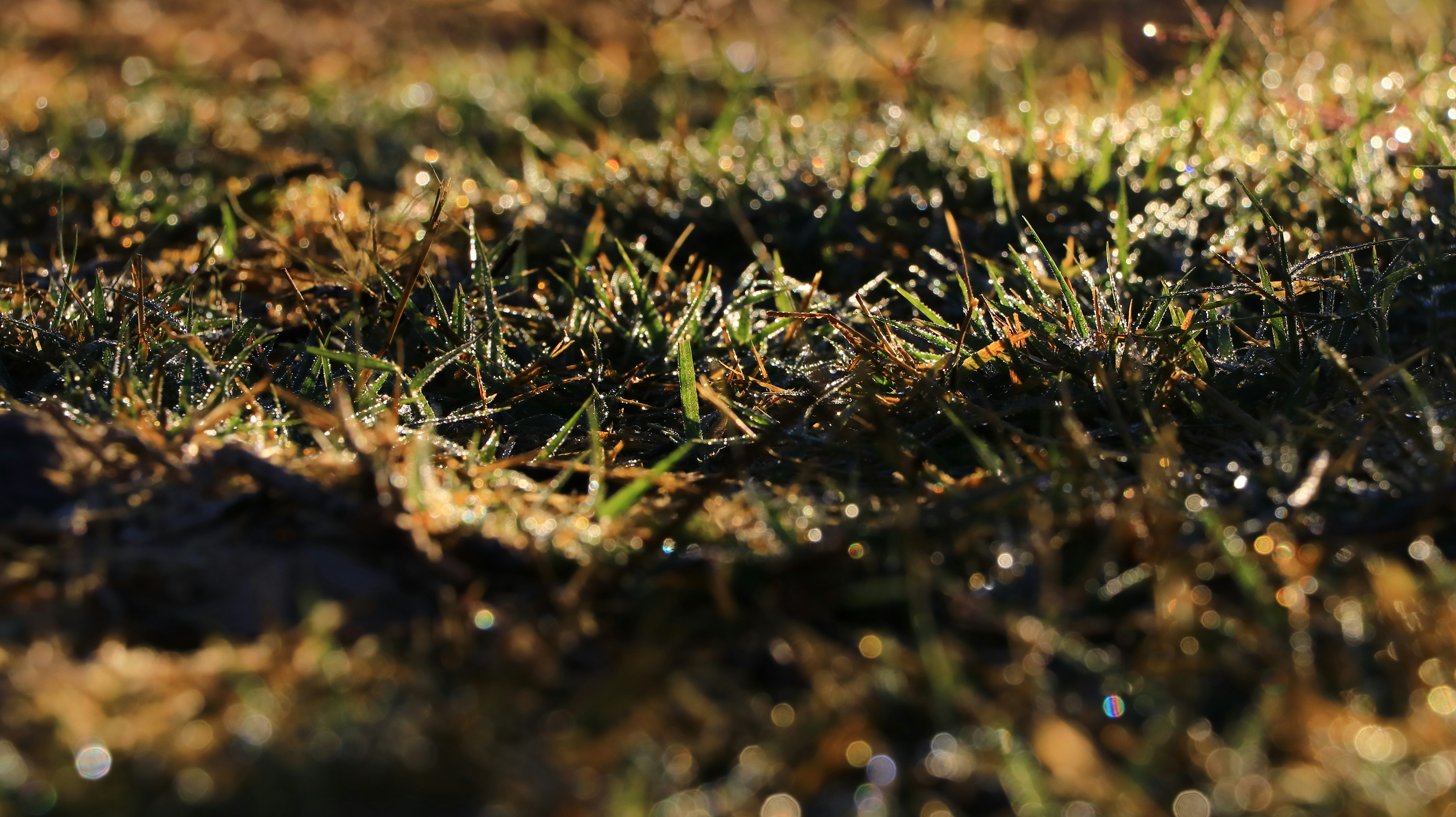 The Beauty of Nature: At dawn, the earth awakens, nourished by the gentle touch of evening dew | Close-up of dewdrops on grass in morning sunlight