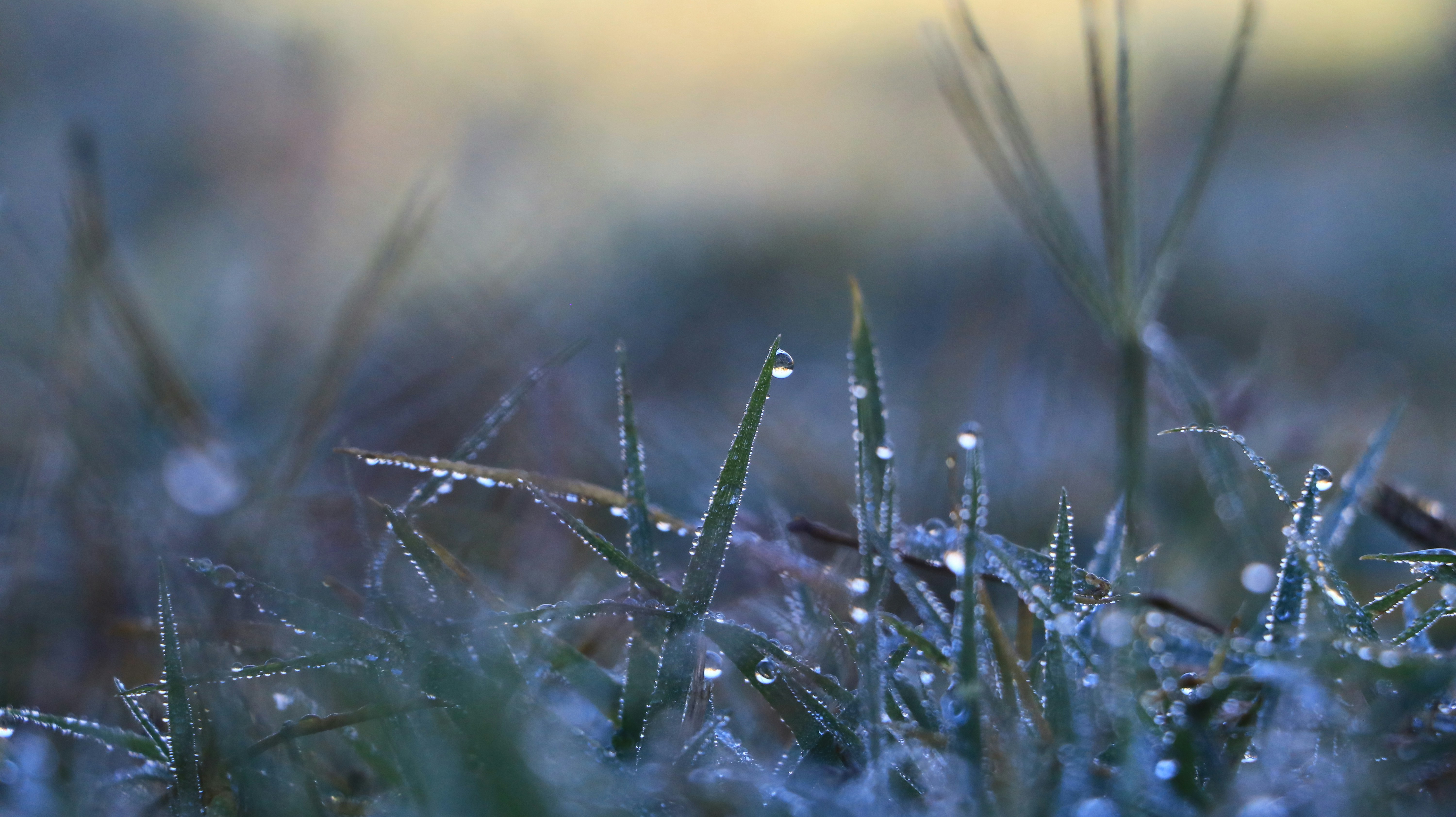 Close-up of dew-covered grass blades glistening in the soft morning light.