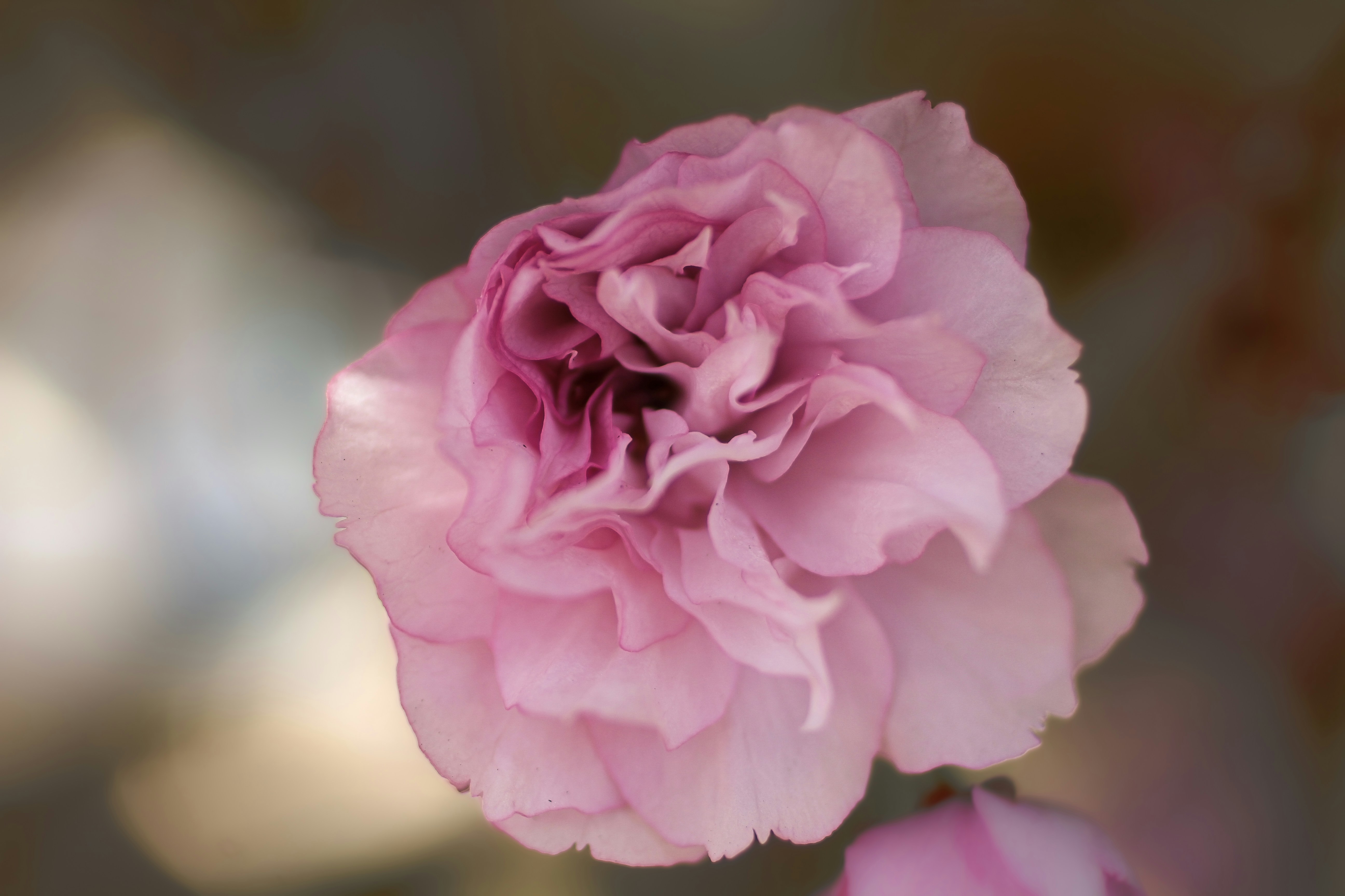 A delicate pink flower with ruffled petals