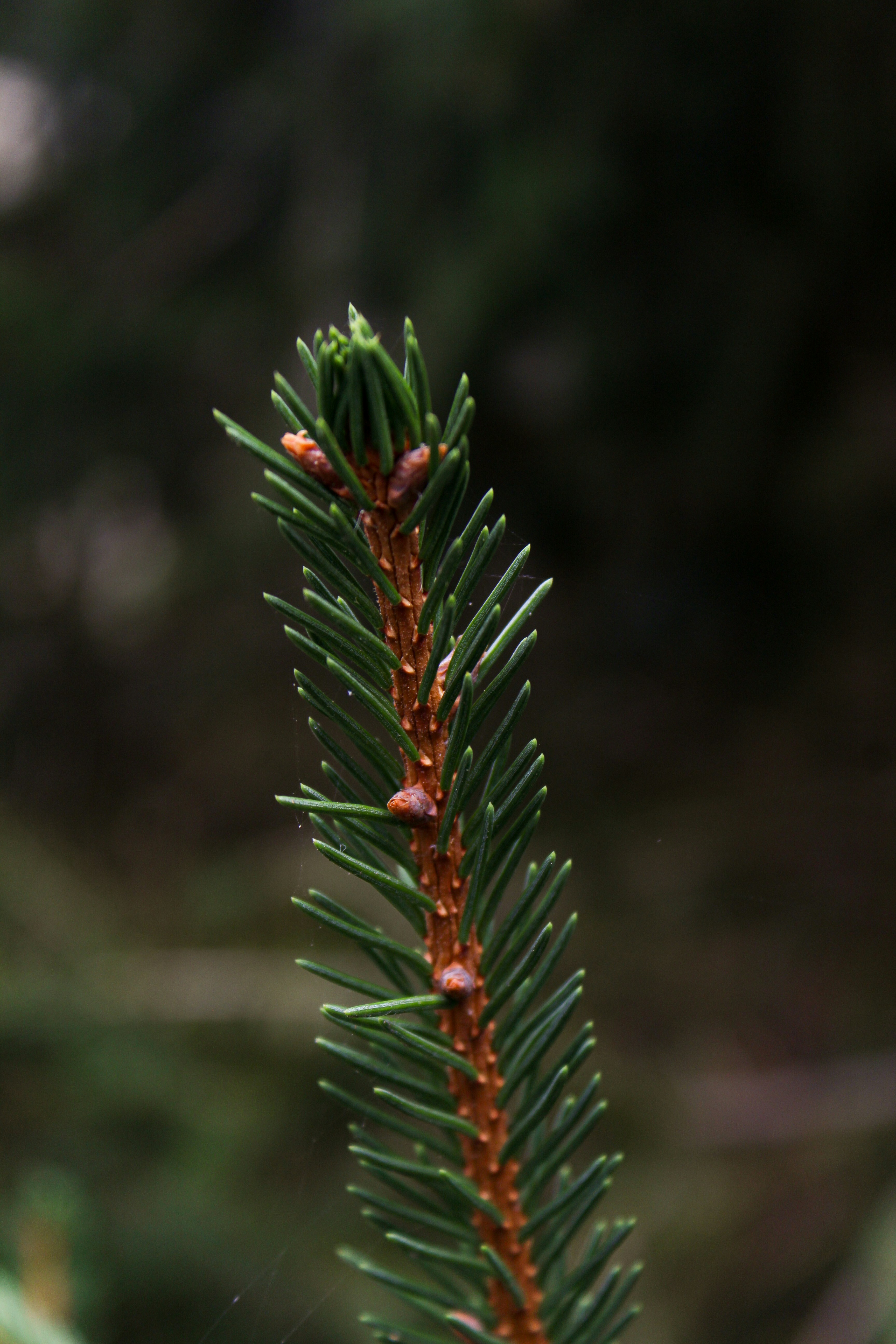 Nature's Needlework: A Close-Up of Evergreen Detail