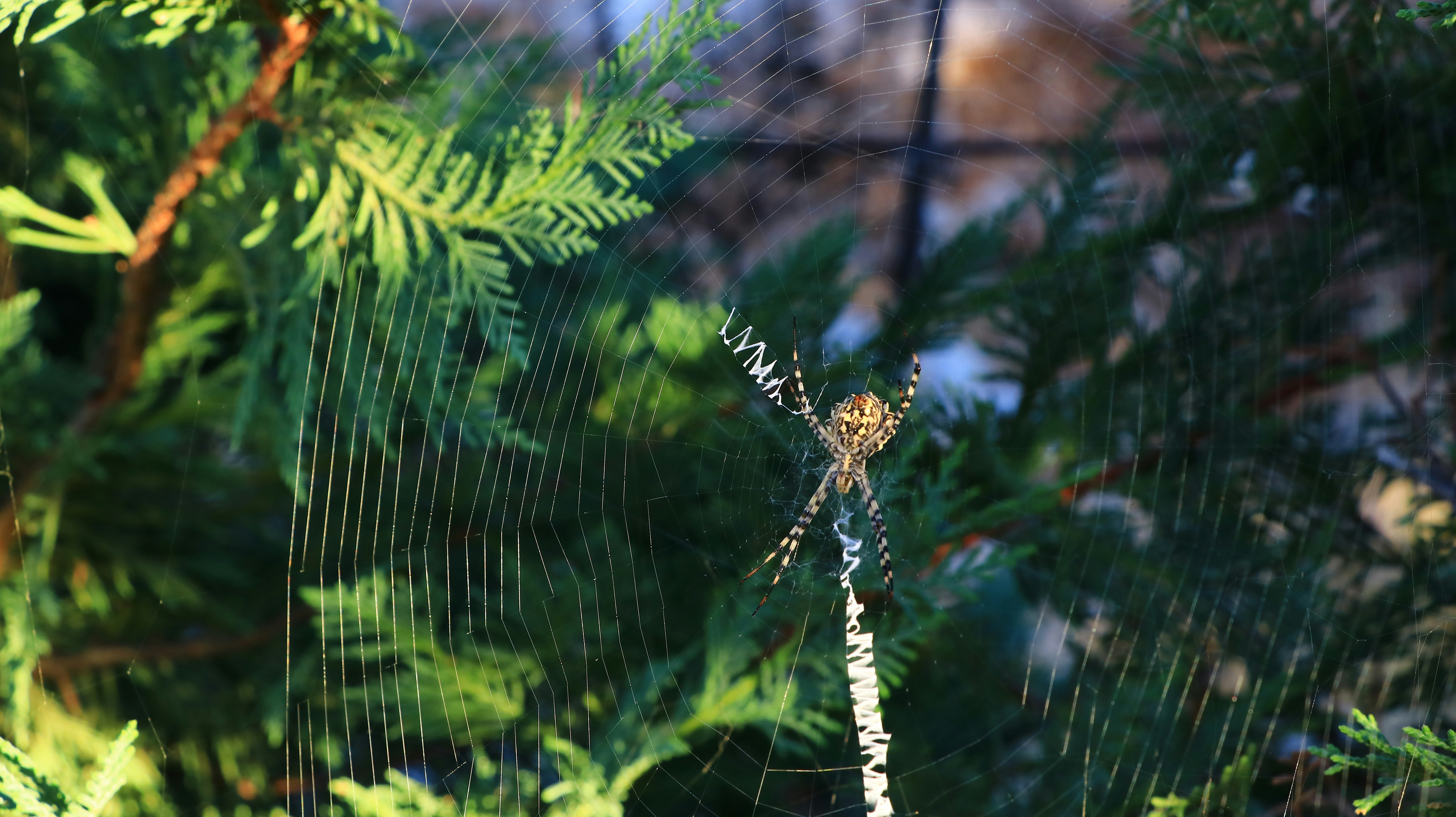 Spider on its web between green branches
