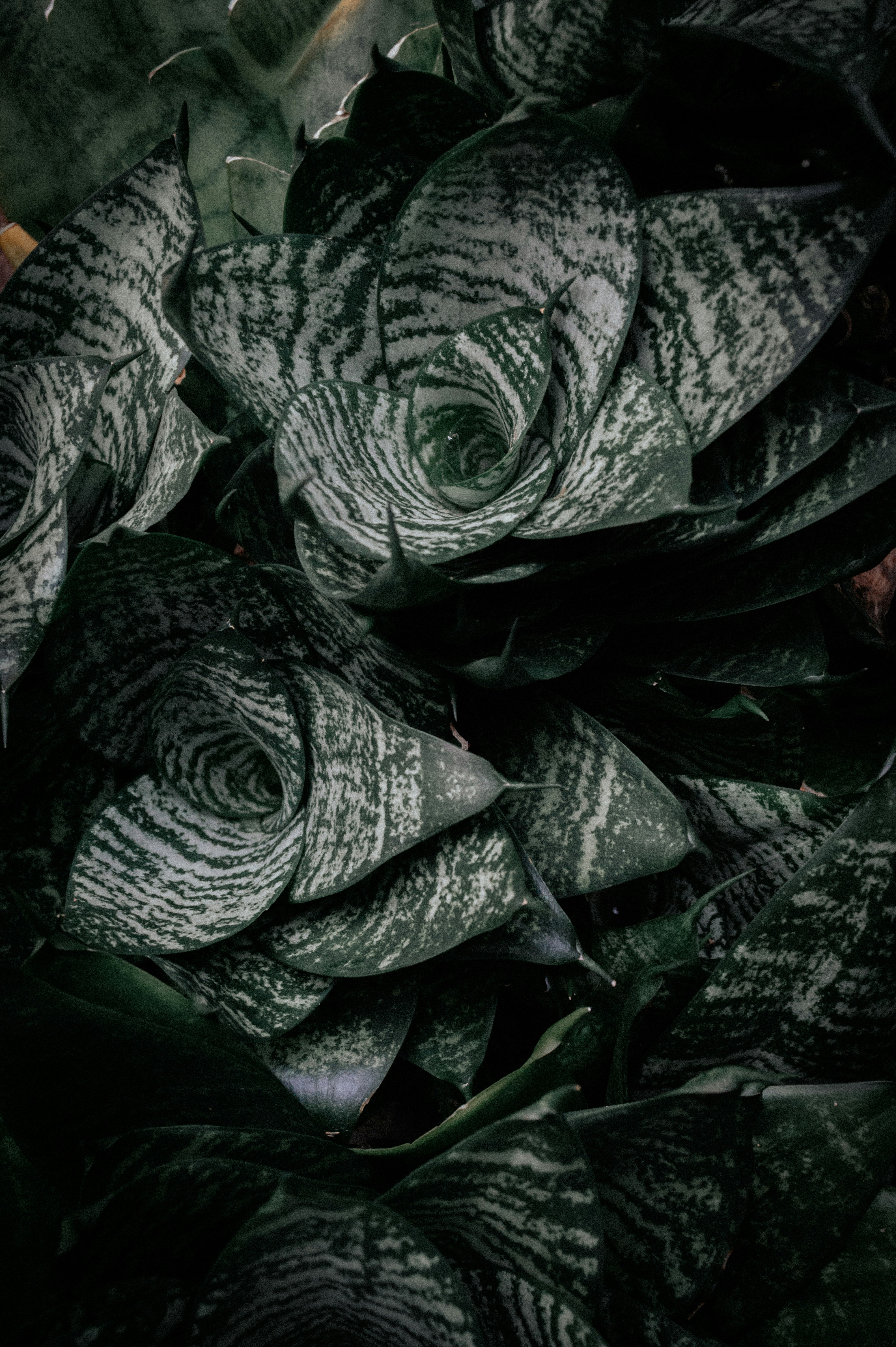 Whispers of Nature's Spiral