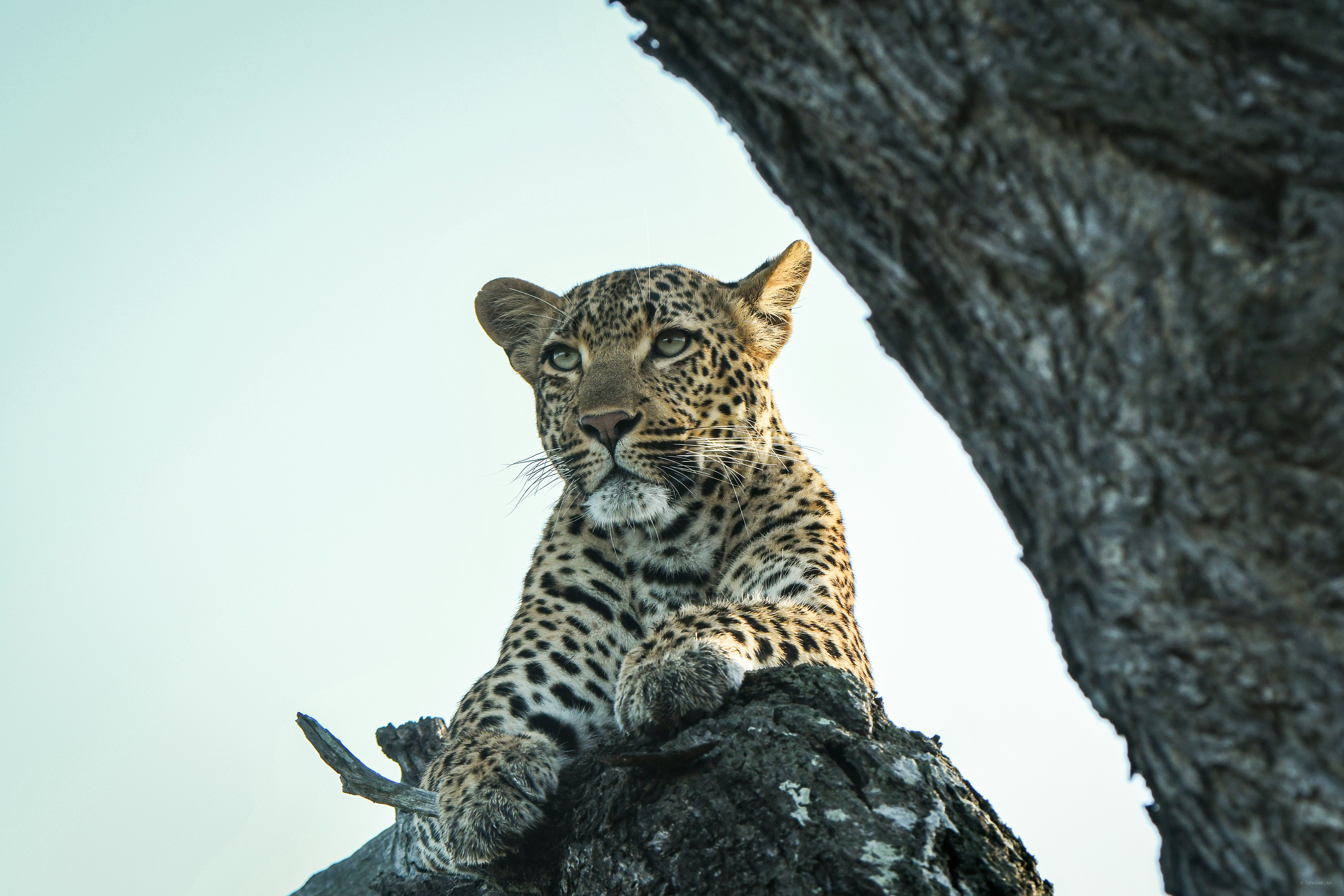 Leopard's Vigil: A Moment of Serenity in the Wild