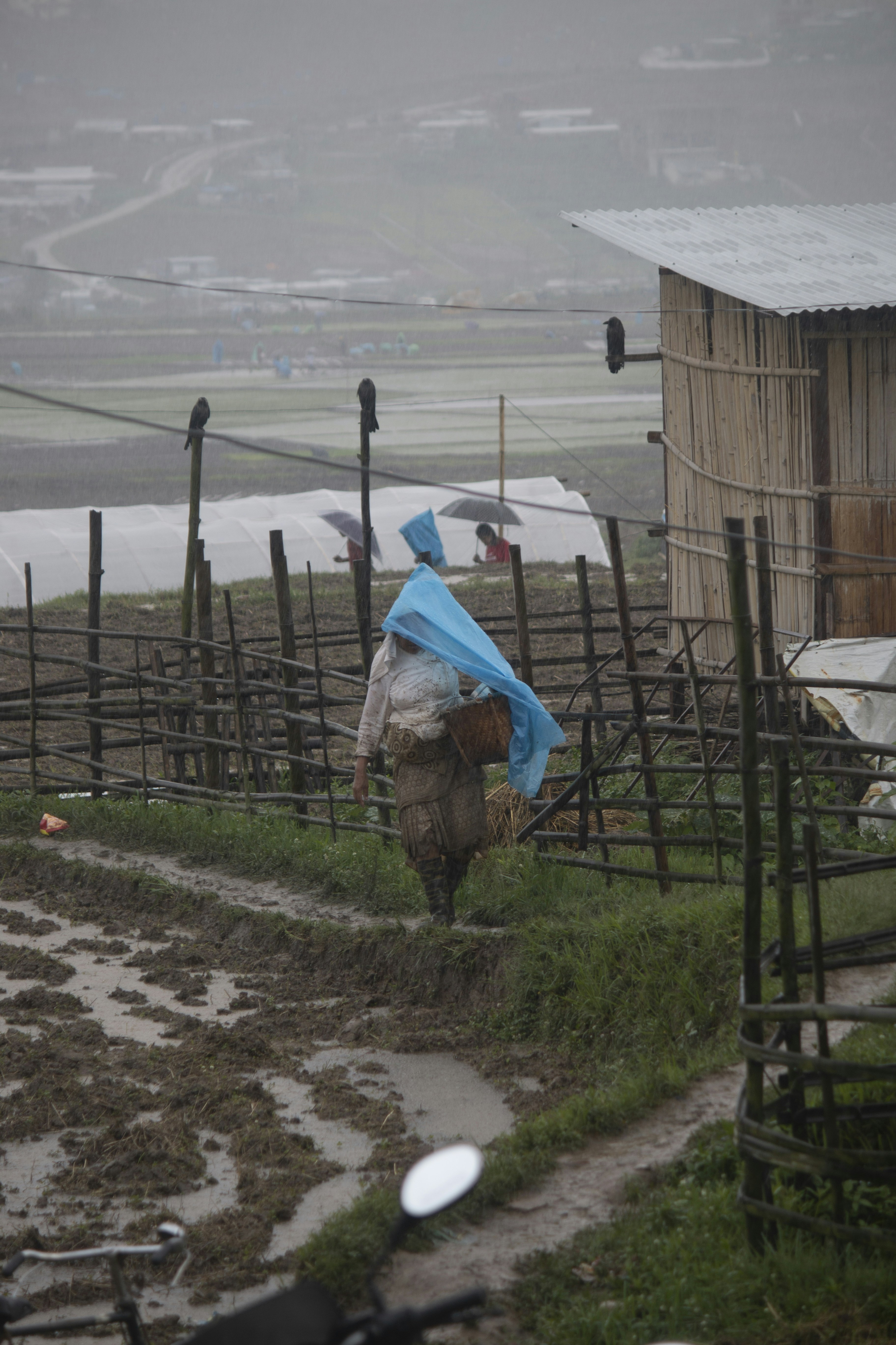 Resilience in the Rain: A Farmer's Journey