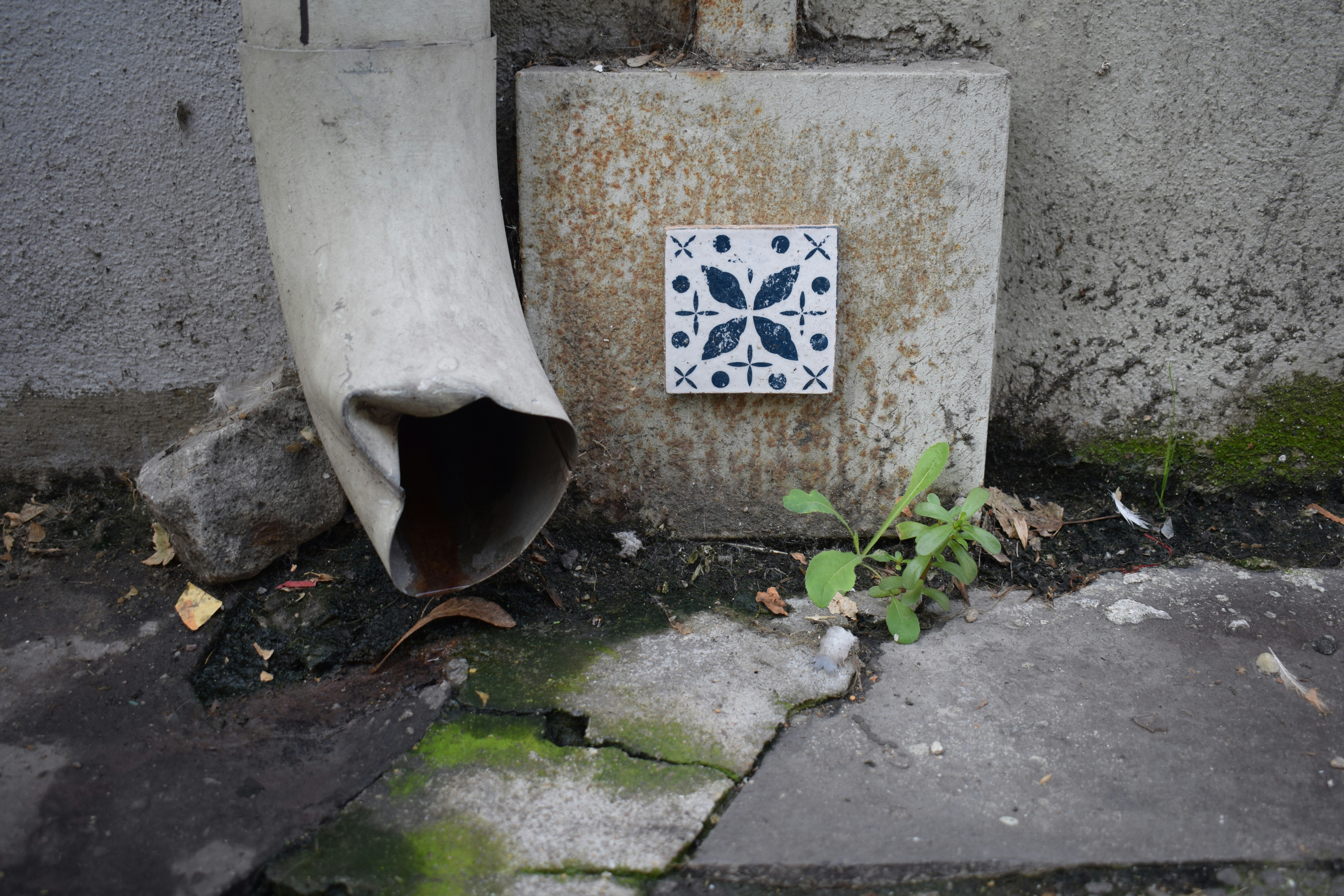 Urban Nature's Resilience: A Tile Amidst Decay