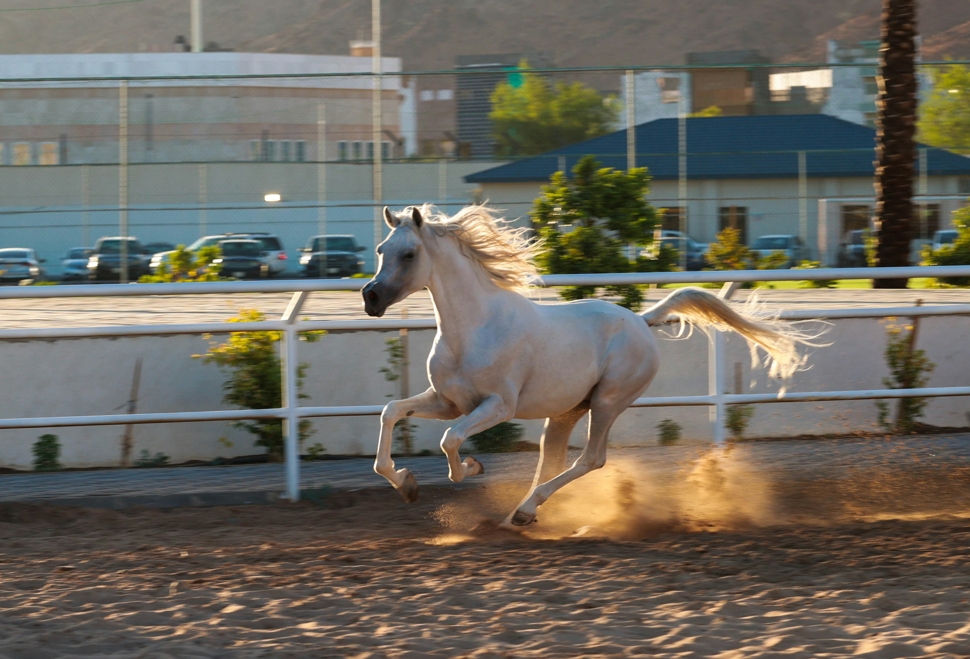 A white stallion gallops energetically through a sandy arena, its mane flowing in the wind as dust rises beneath its hooves.