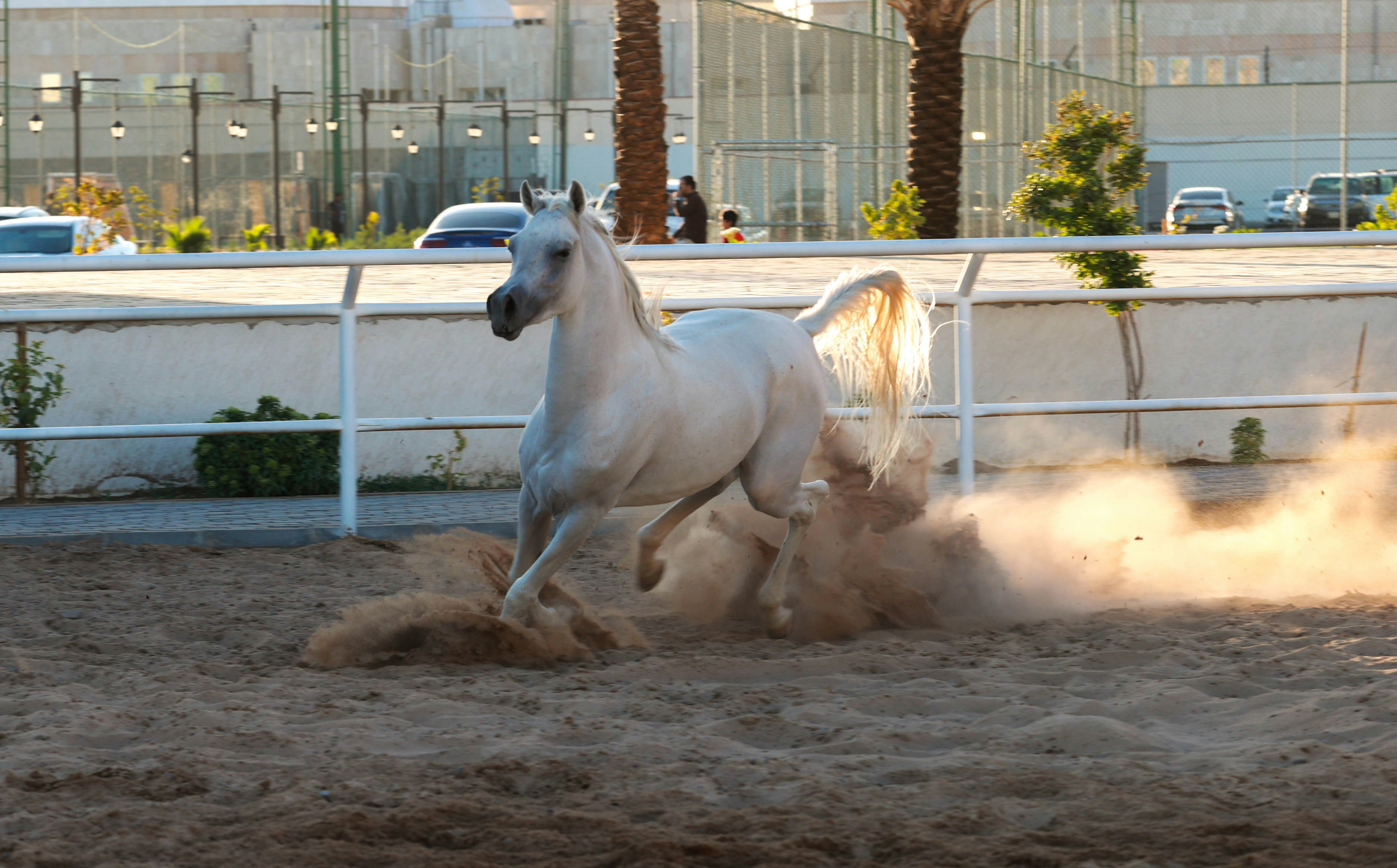 Whirlwind Grace: A Dance of Hooves and Dust