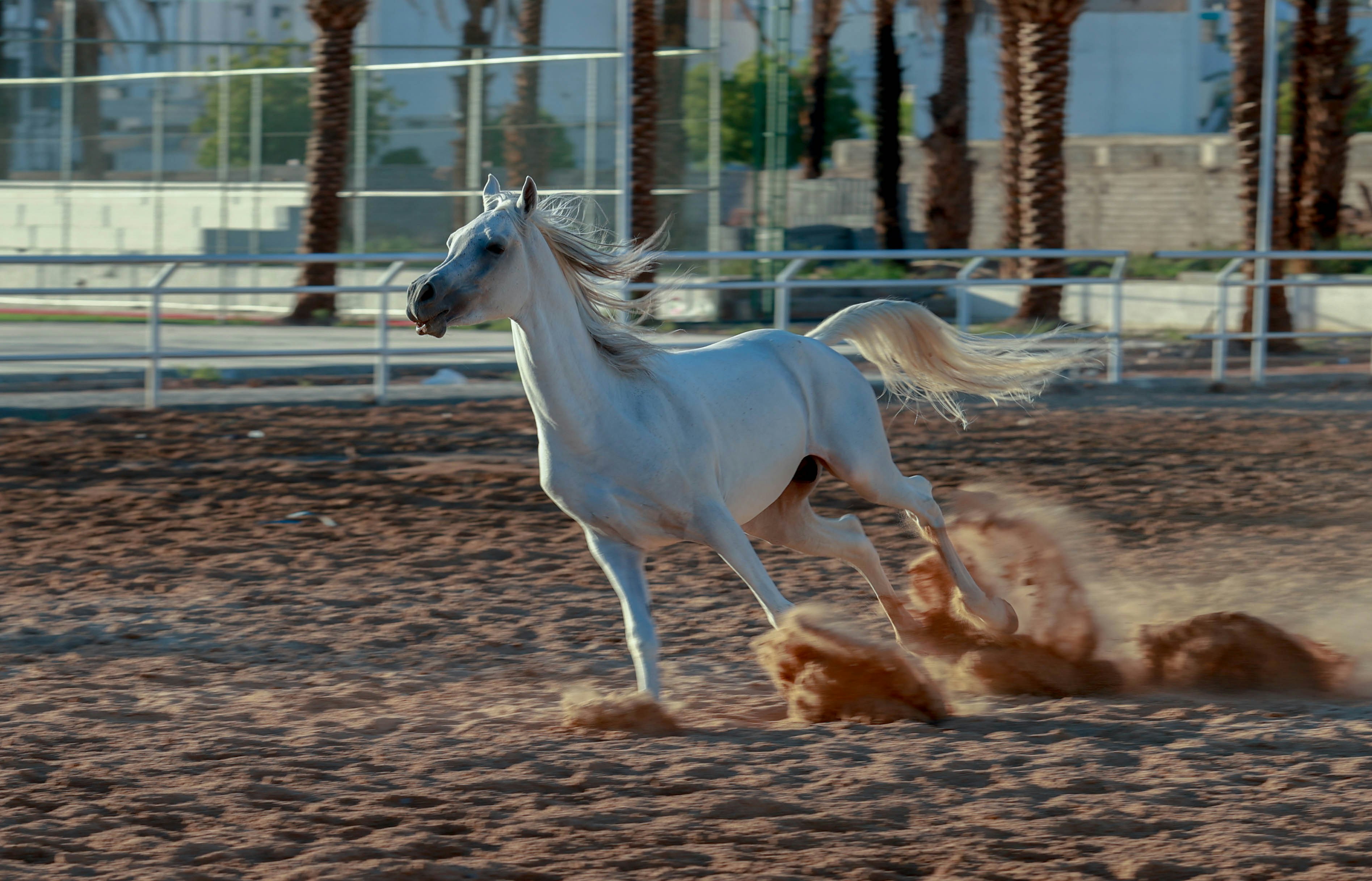 The Graceful Gallop of the Arabian Stallion