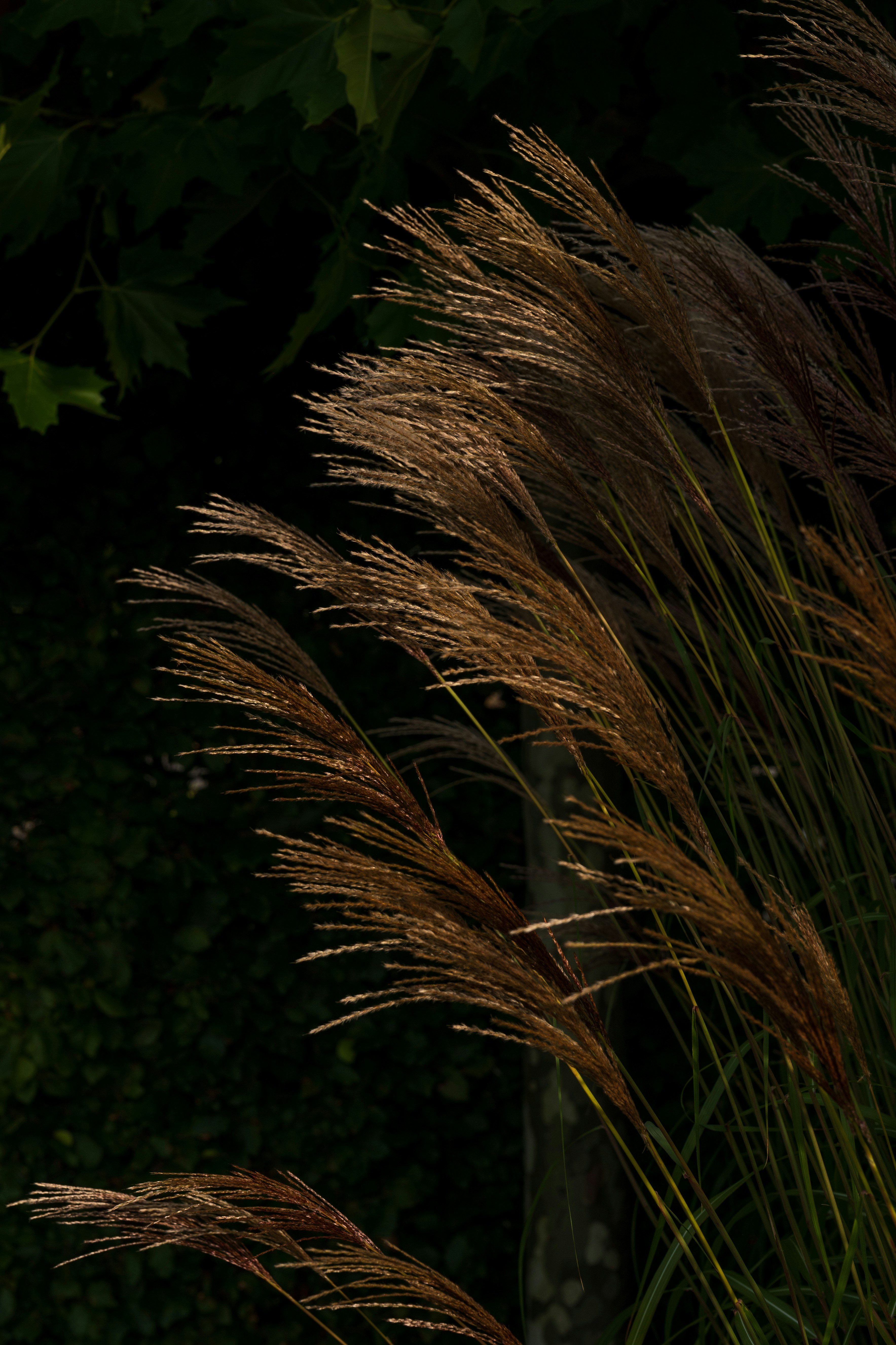 Whispers of the Evening Breeze