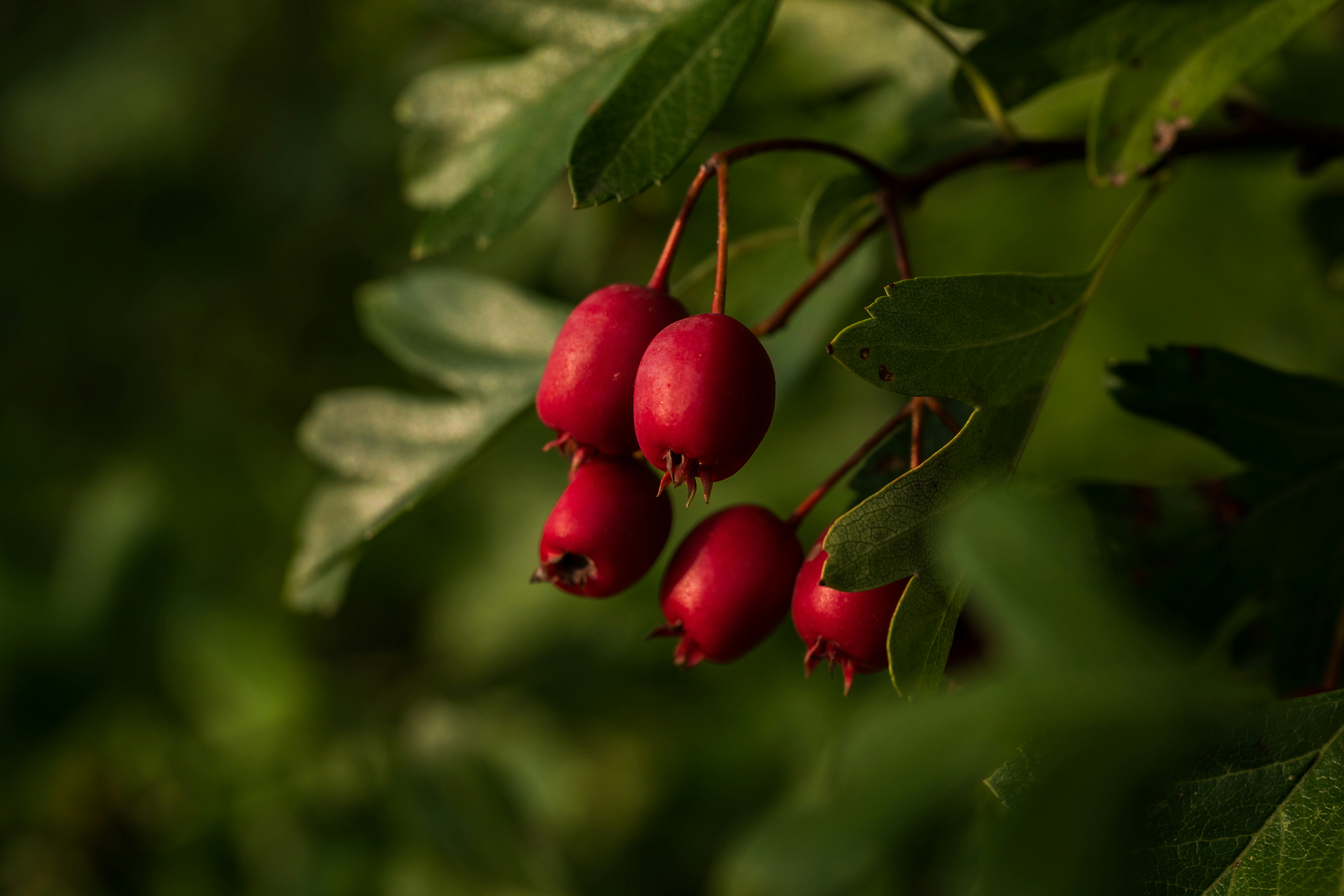 Nature's Ruby Gems: The Hawthorn Harvest