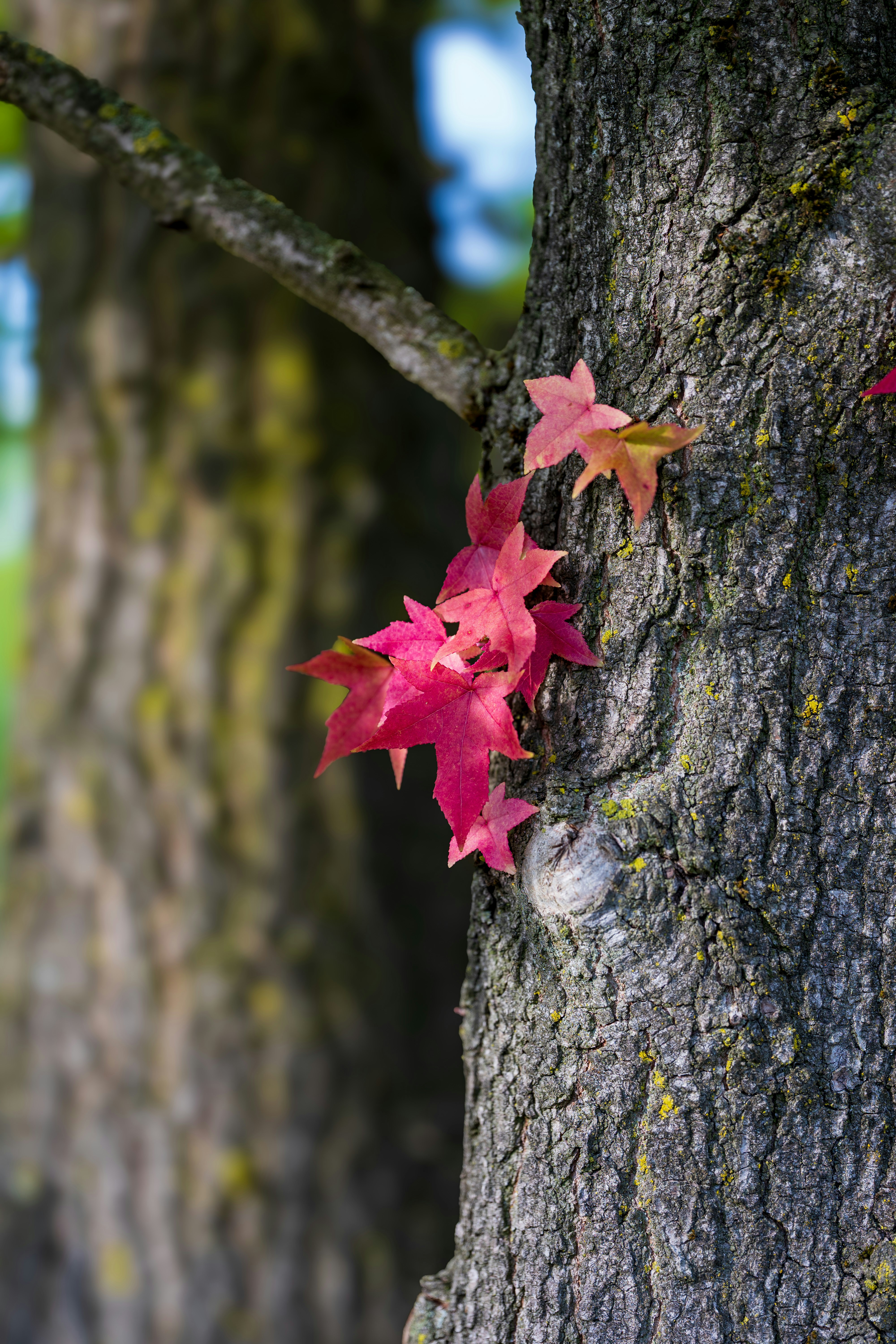 Autumn Climber: Red Leaves Embrace a Tree Trunk