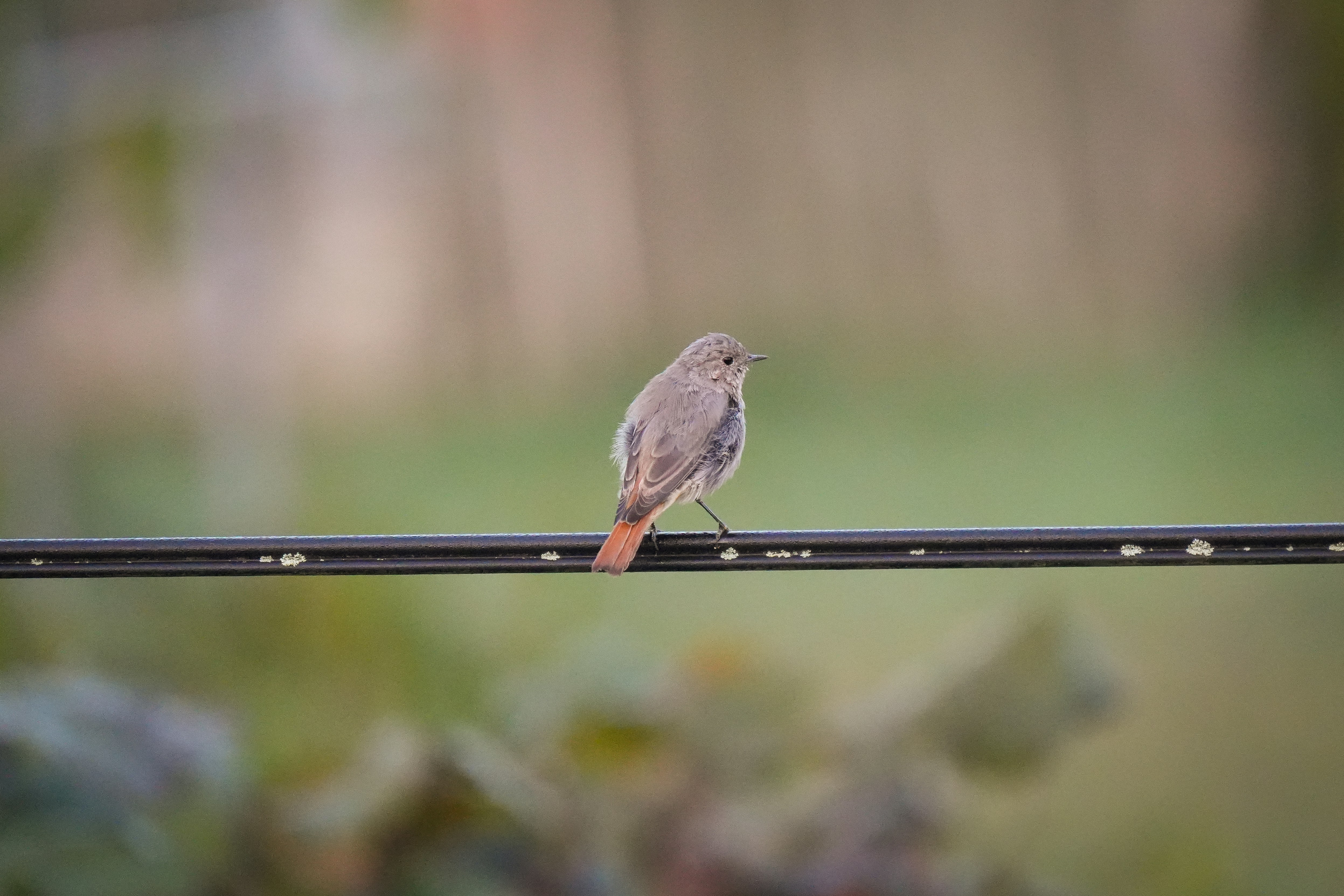 Tiny Warbler on a Narrow Wire Over a Quiet Pond