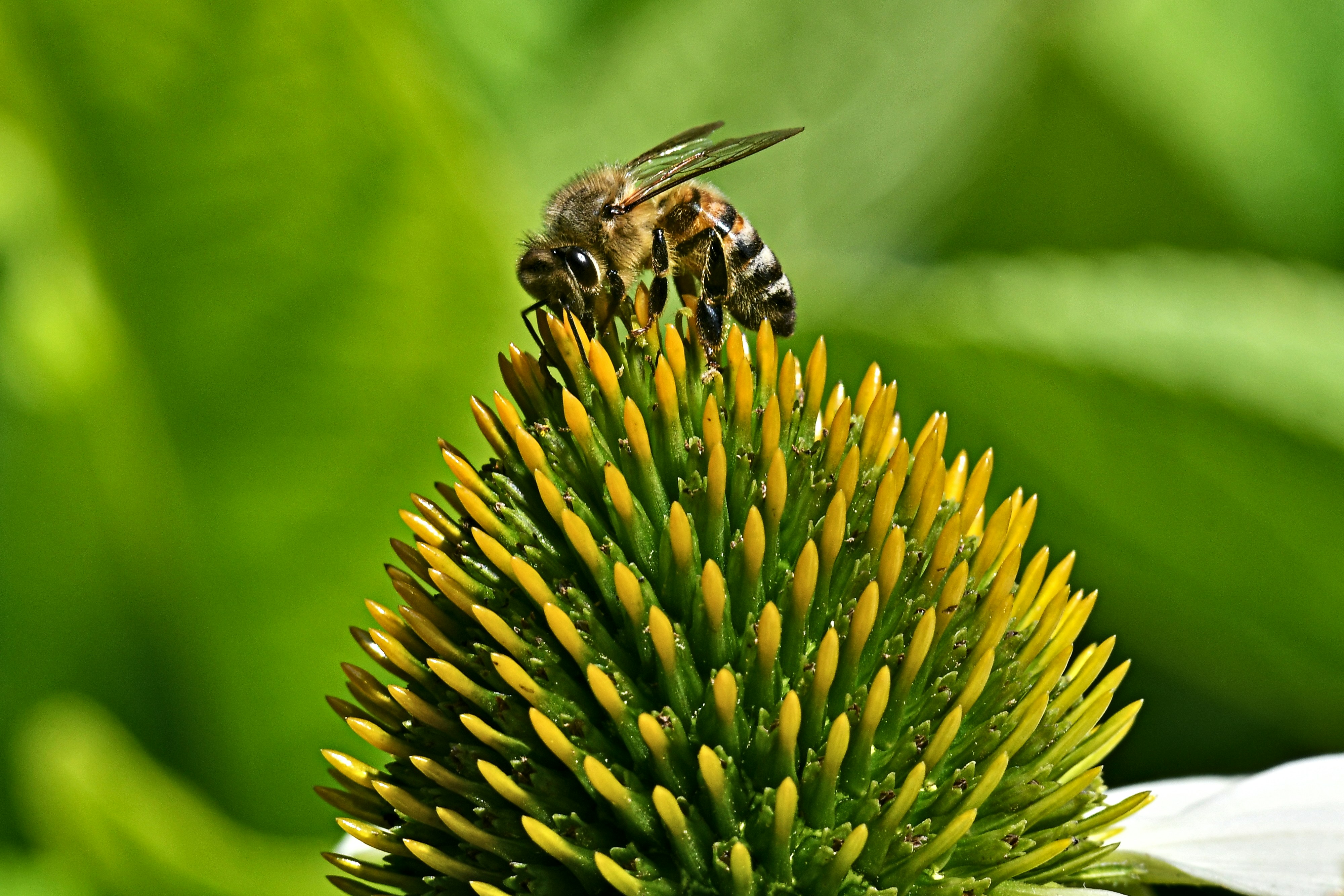 Nature's Busy Artisan: A Bee's Craft