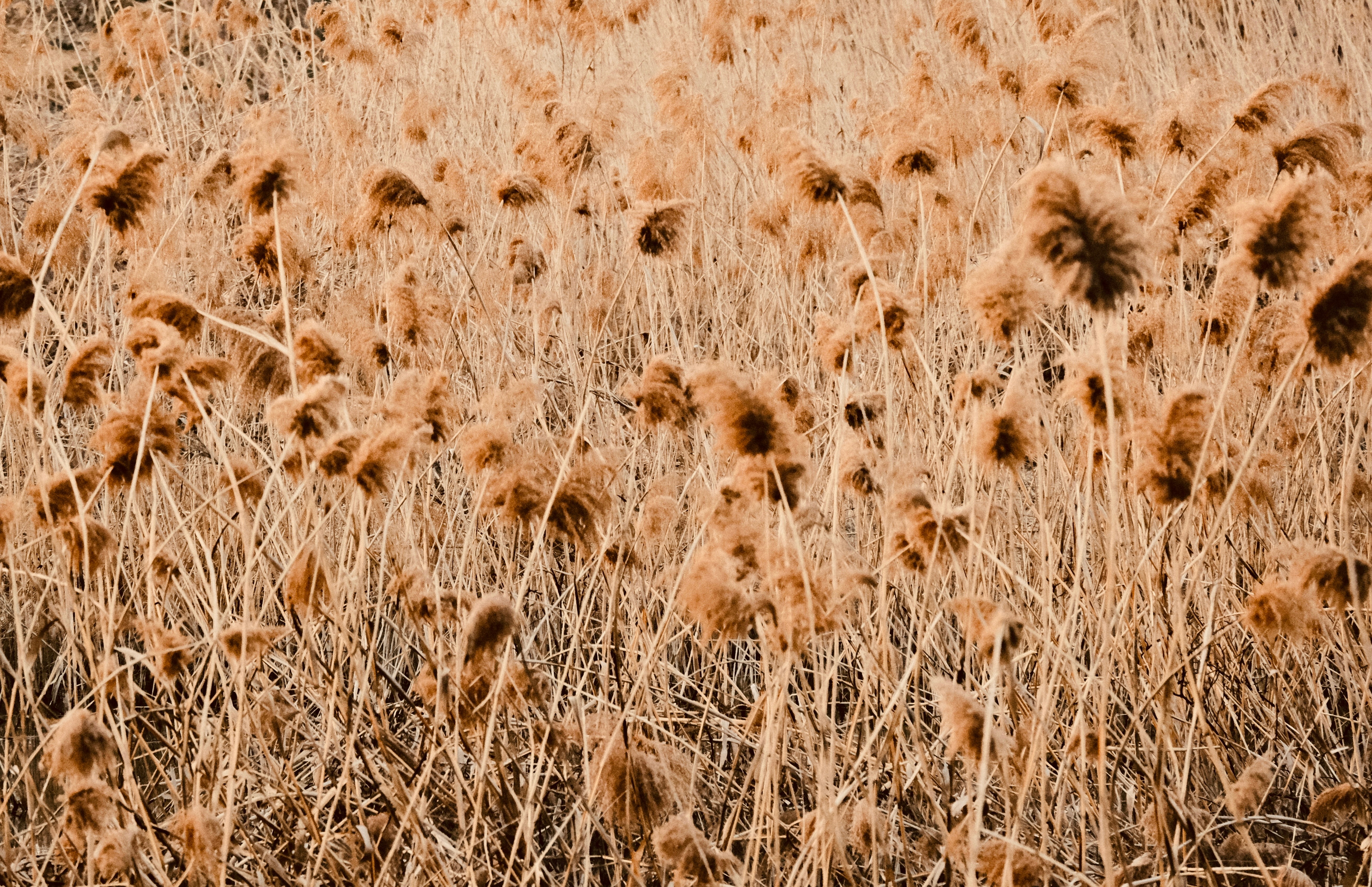 Field of dry cattails in muted brown tones photo – Free Autumn Image on ...