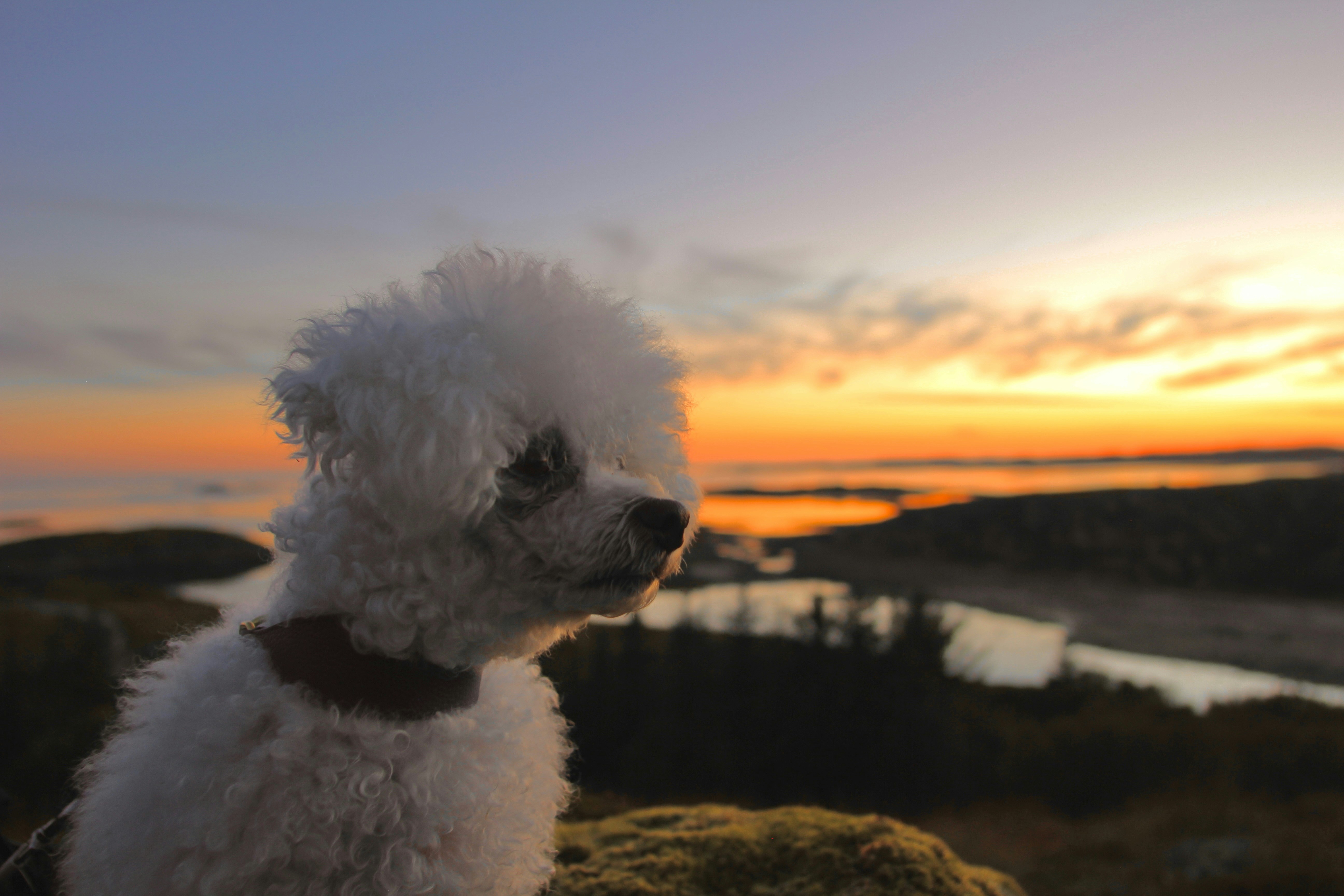 Serene Canine Contemplation at Dusk